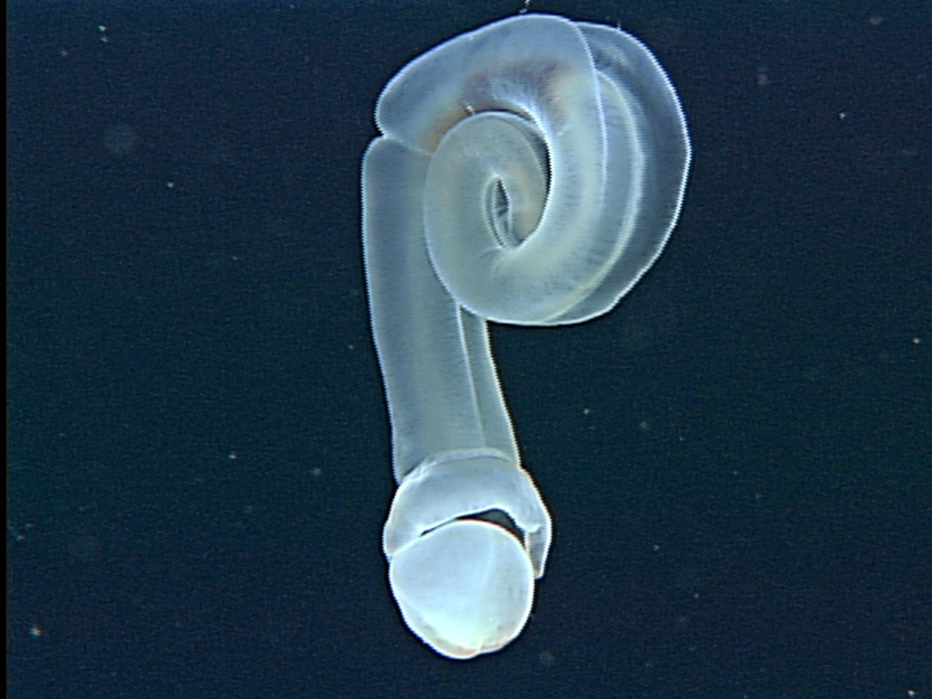 Pictures: New Deep-Sea Worms Found—Have Big "Lips"