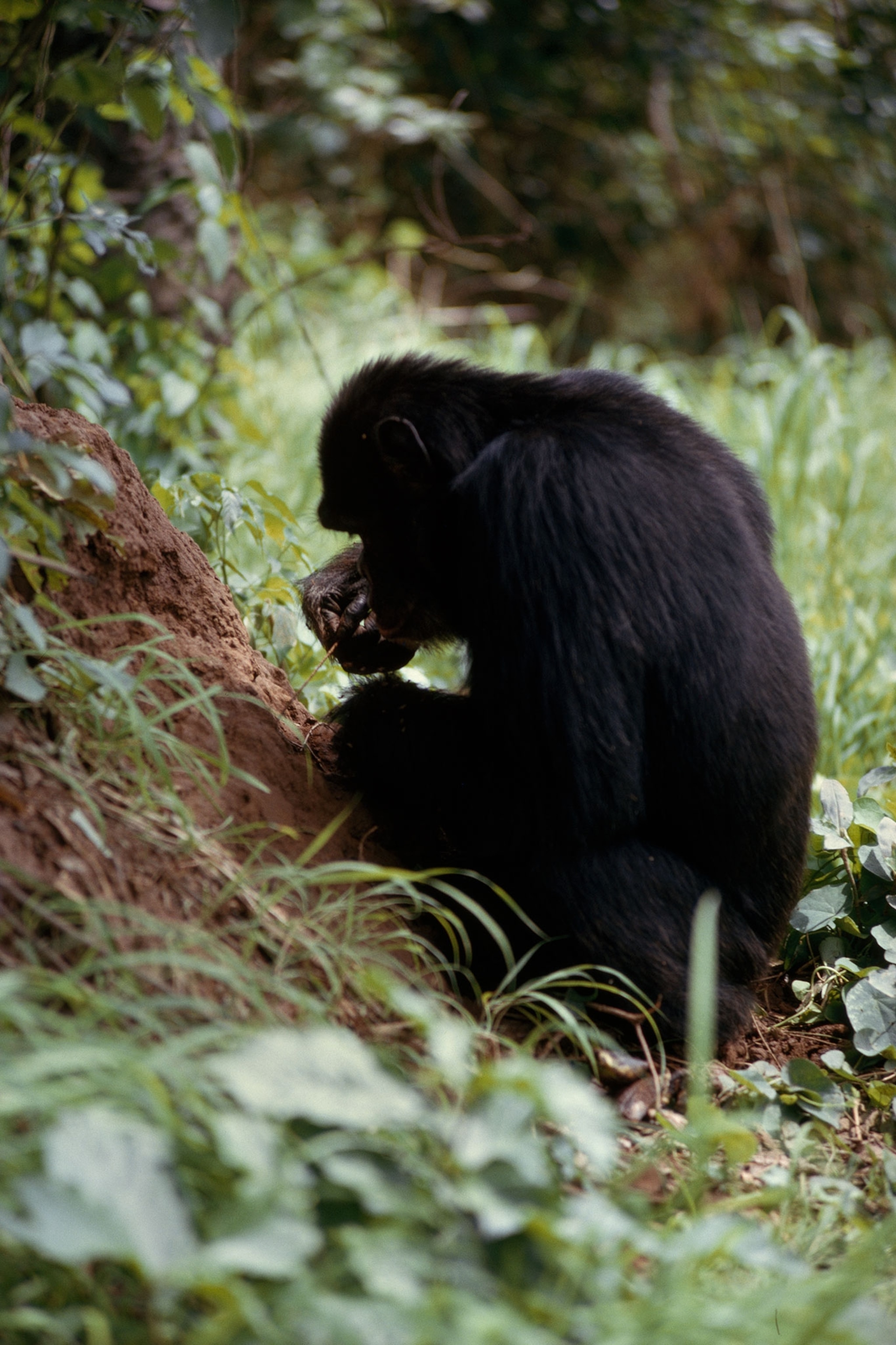 Jane Goodall’s original tale of chimpanzees still astonishes today