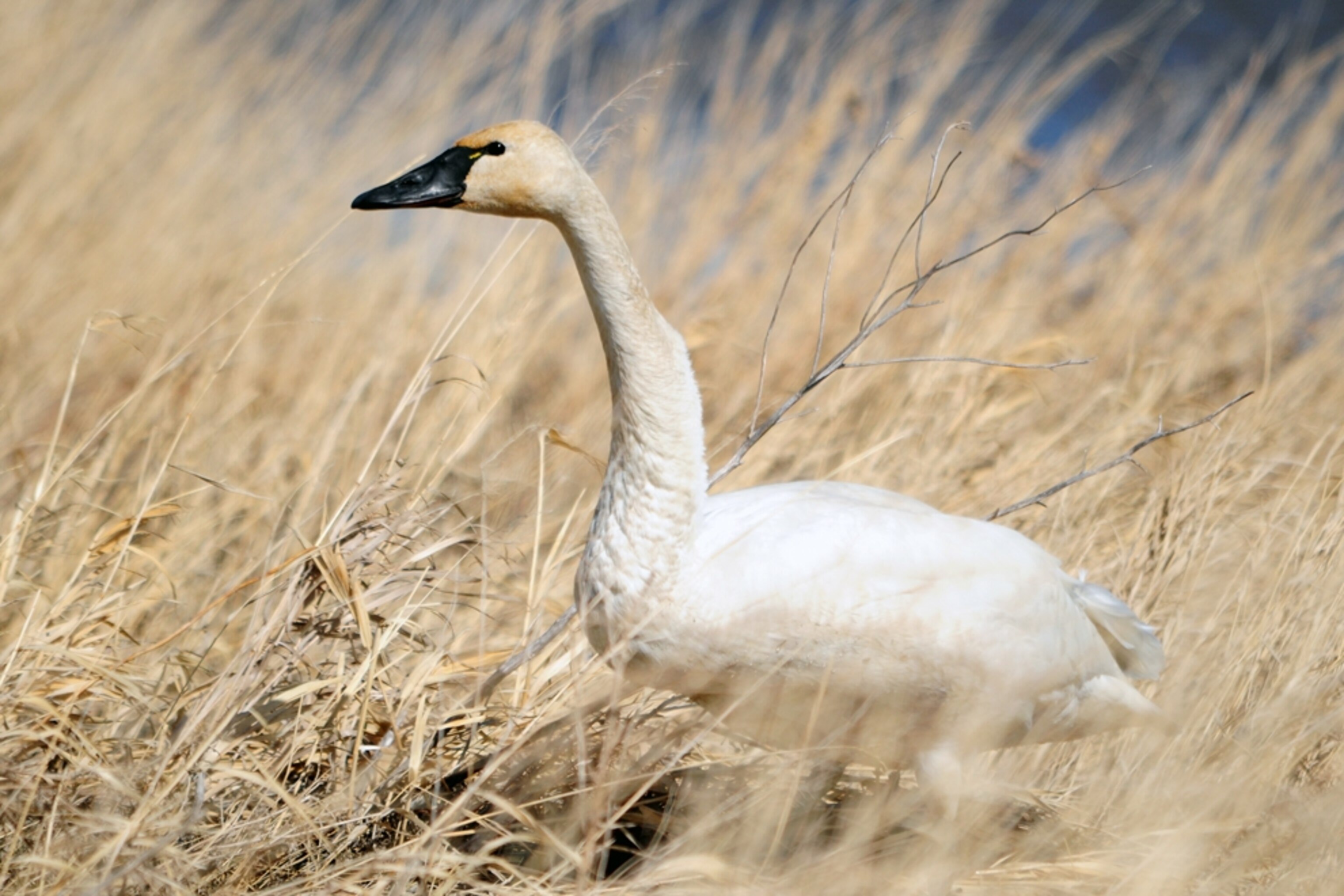 Freshwater Birds Pictures -- National Geographic