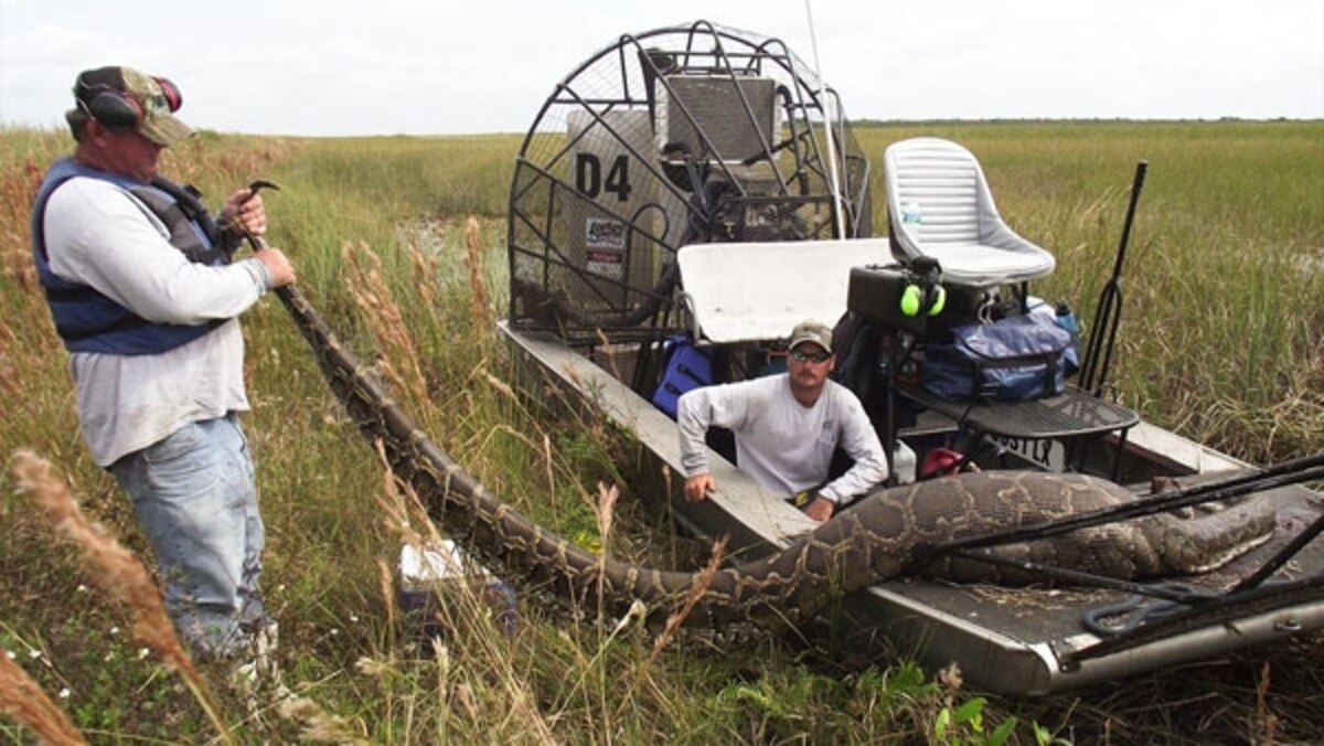 Giant Python Meals That Went Bust | National Geographic