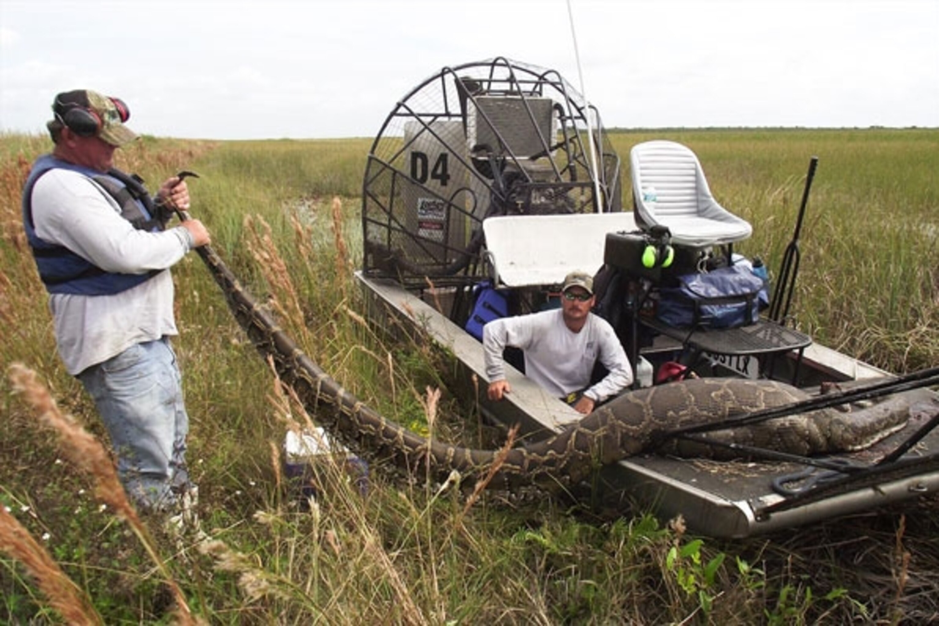 Giant Python Meals That Went Bust