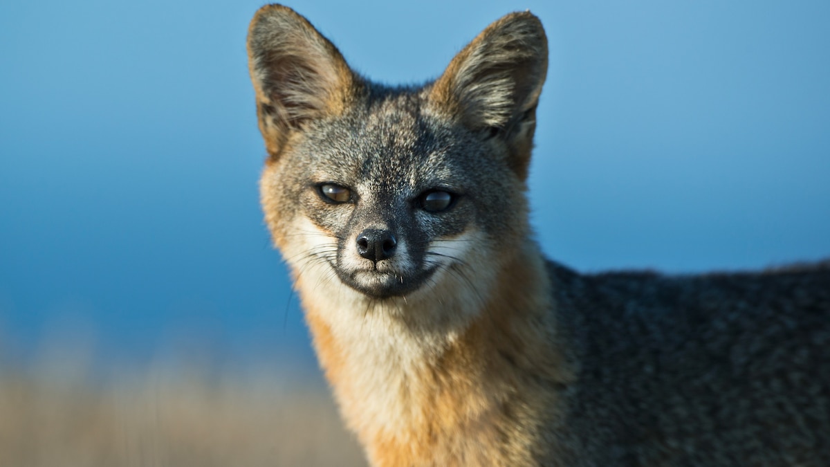 Top 5 Rarest Animals In The World Bbcradio CBBC Newsround In Pics: