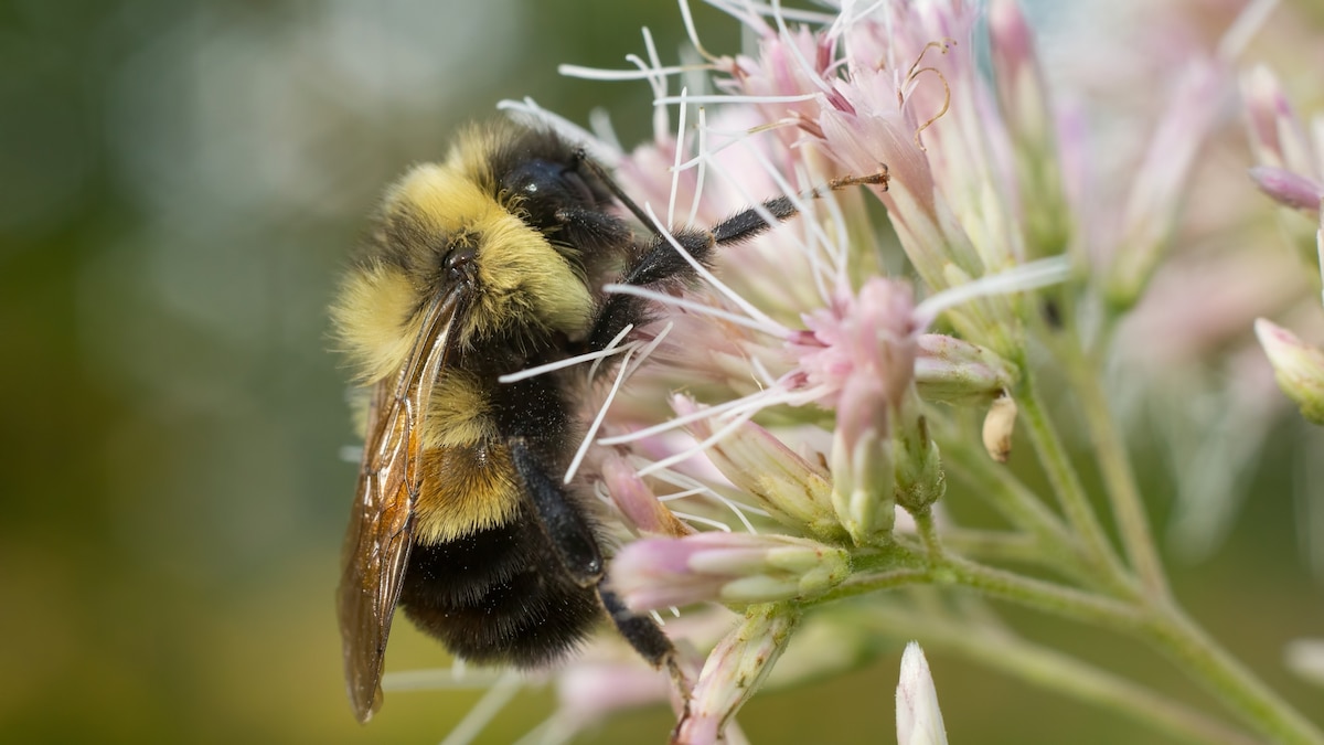 Ancient prairie, home to endangered bees and rare plants, may soon be ...