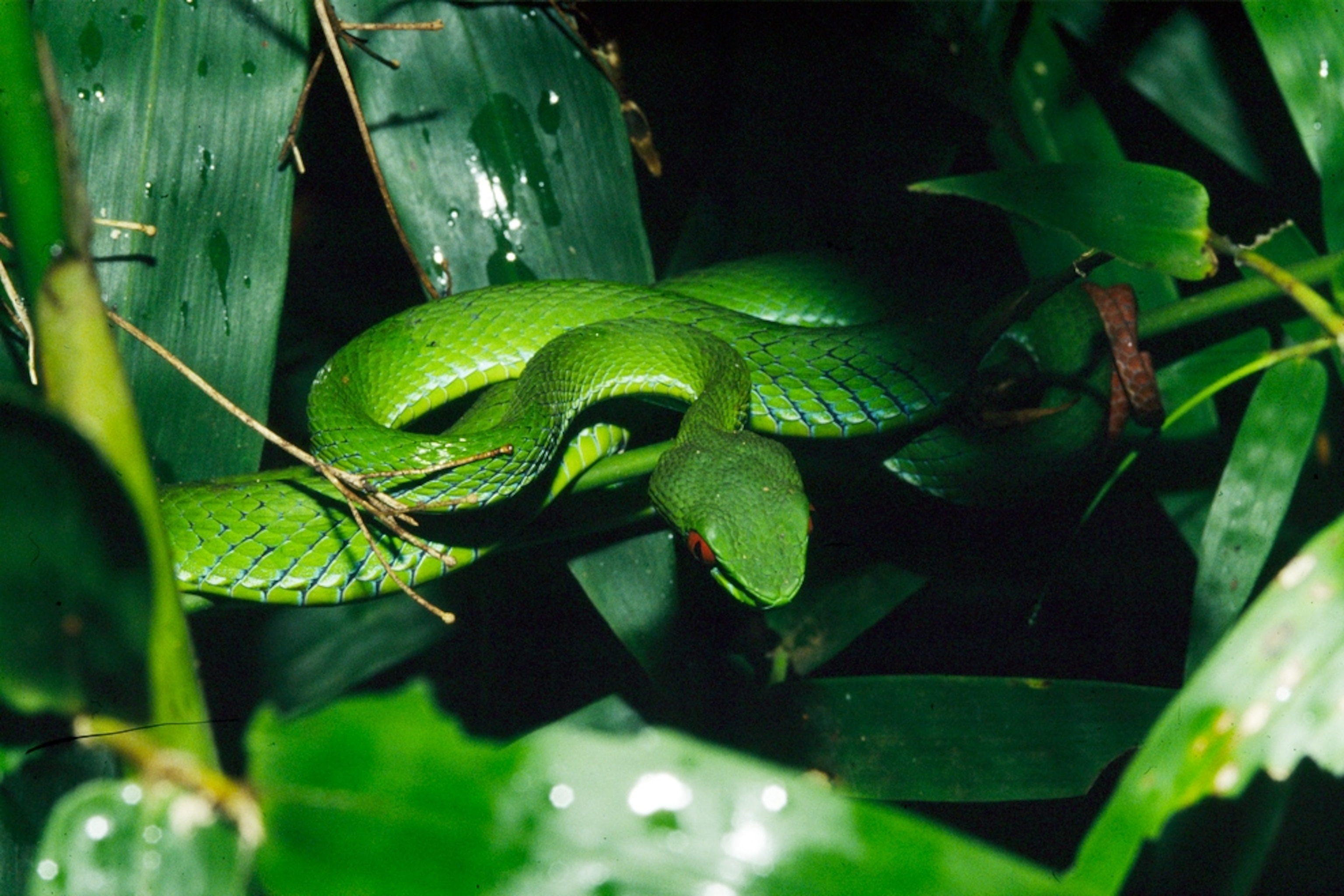 Pictures: New Ruby-Eyed Pit Viper Discovered