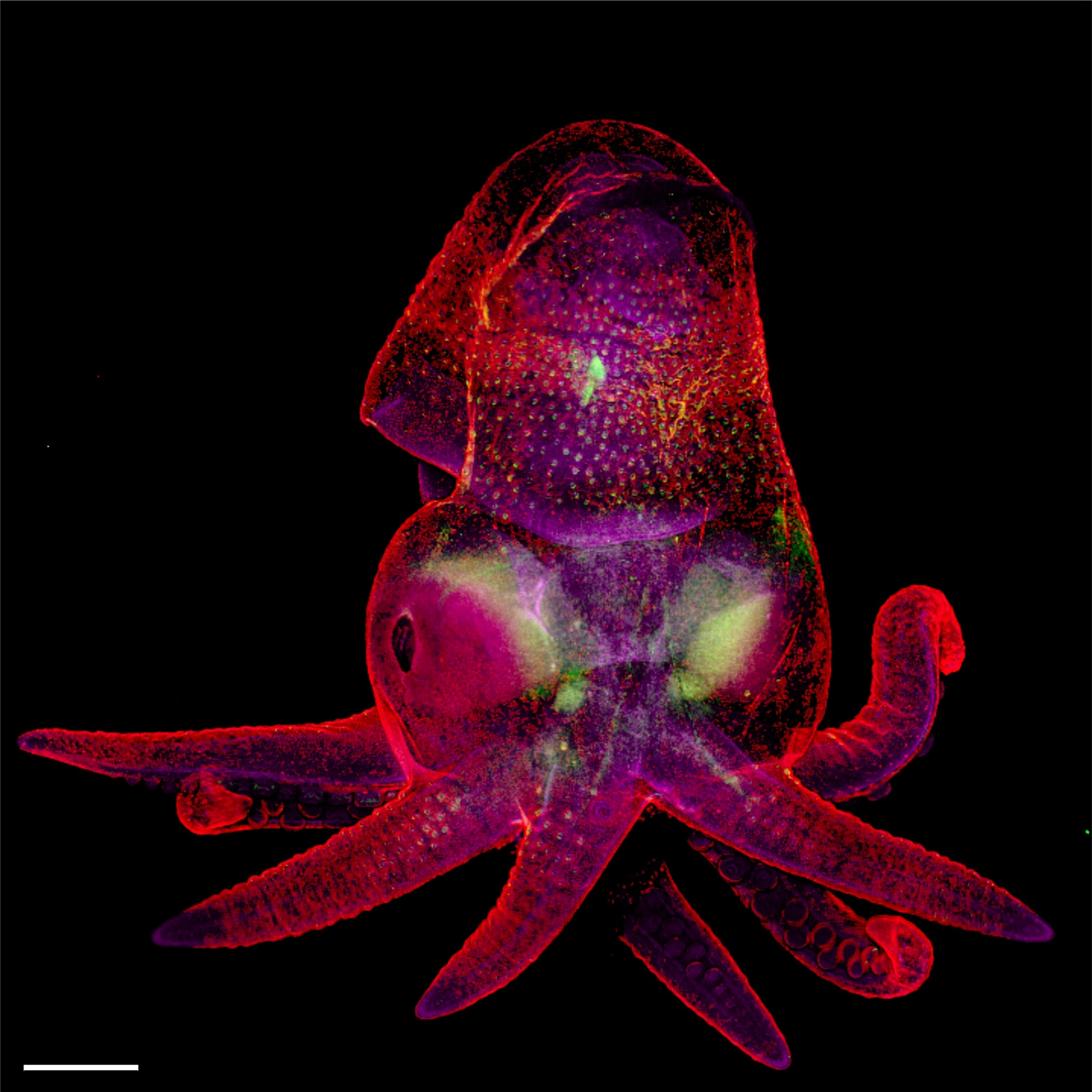 See the year's best pictures of the hidden microscopic world