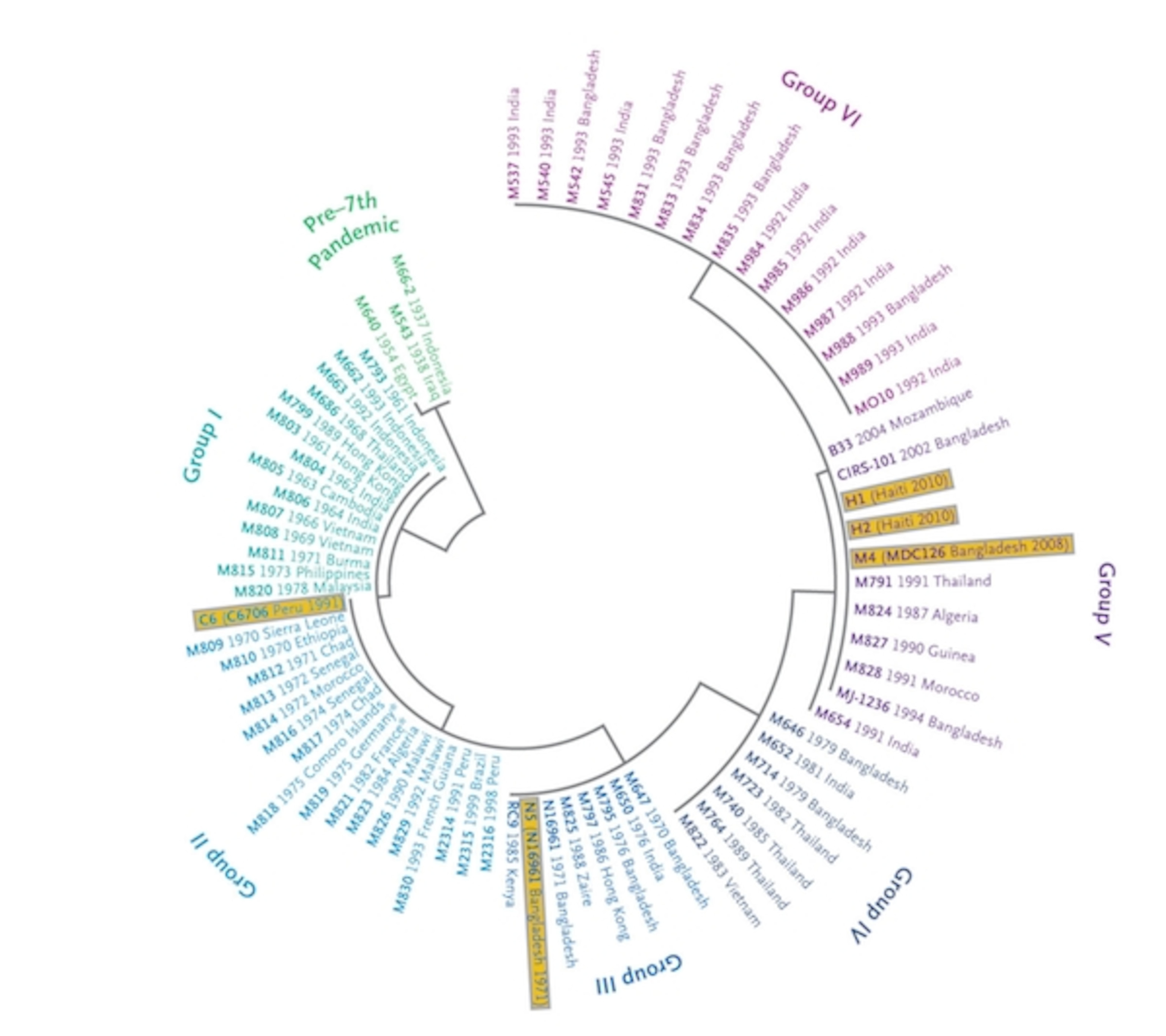 Zooming In On the Cholera Tree of Life (And Death) | National Geographic