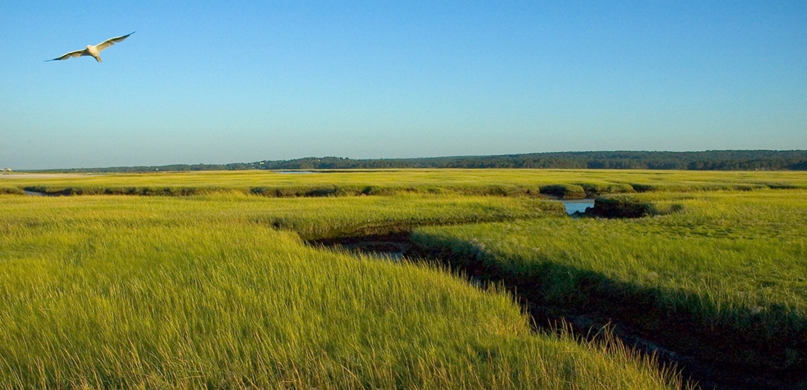 Why Are Our Marshes Dying? | National Geographic