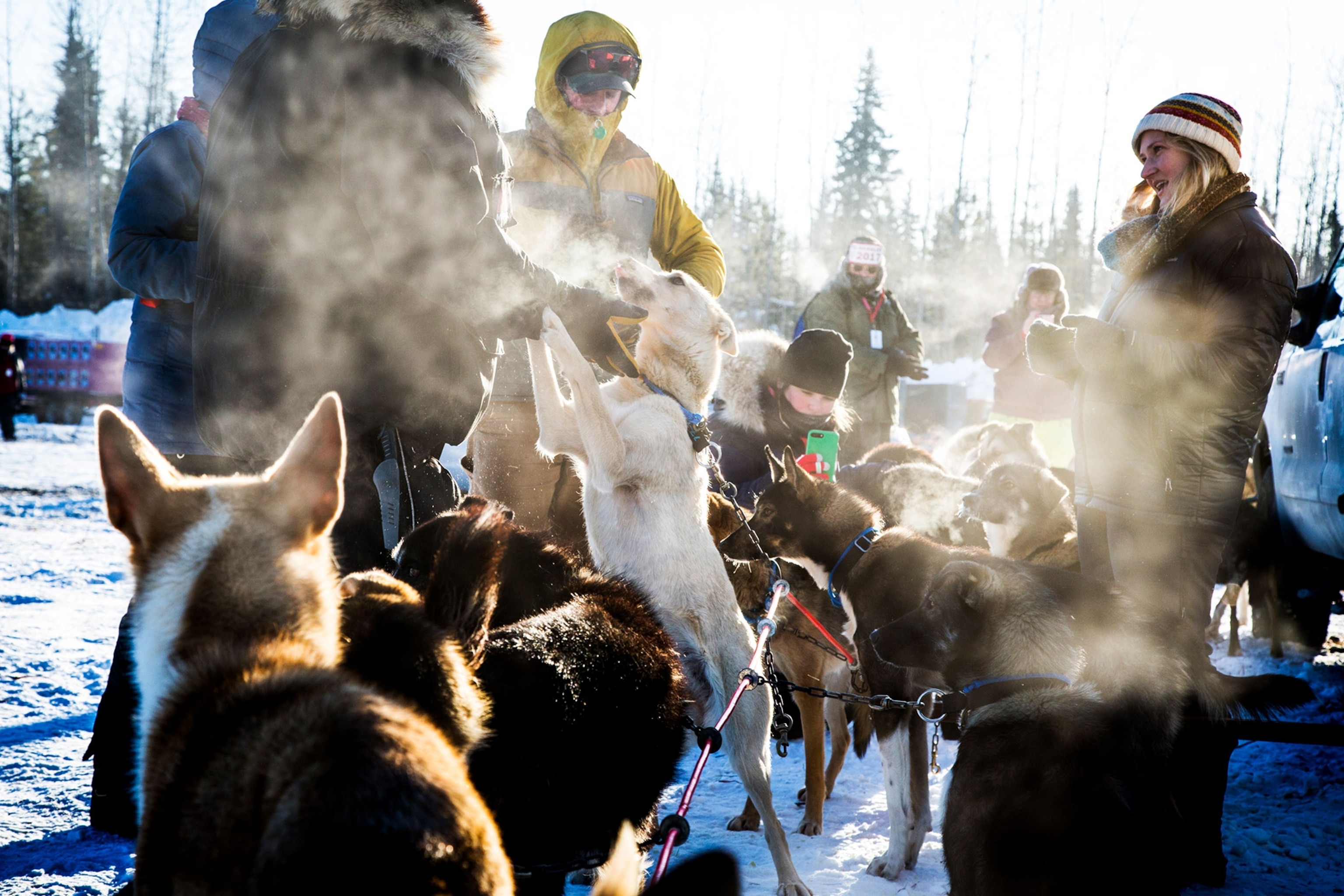 Climate Change Is Rerouting the Iditarod Sled Dog Race