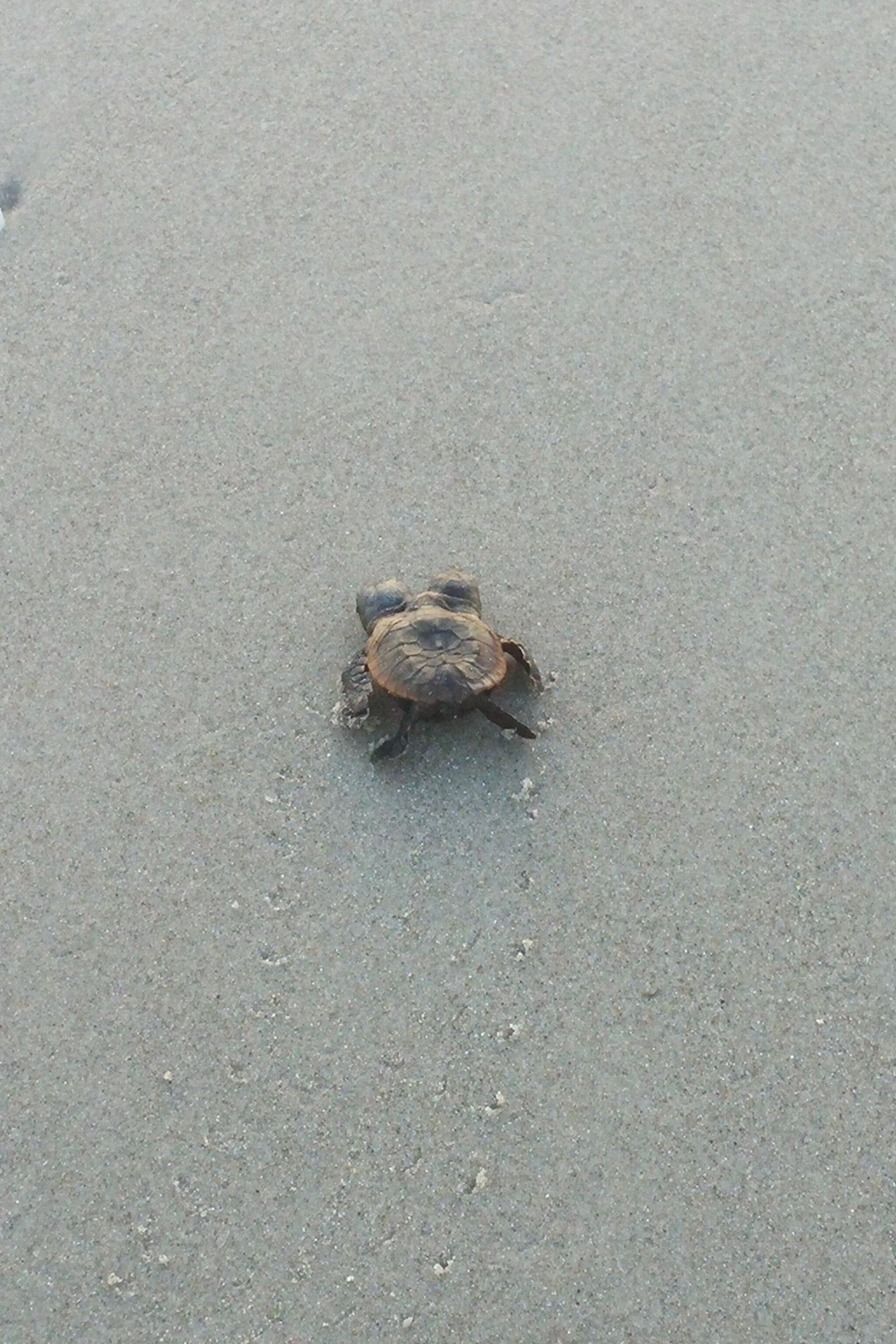 Two-Headed Baby Turtle Swims to Sea—Will It Survive?