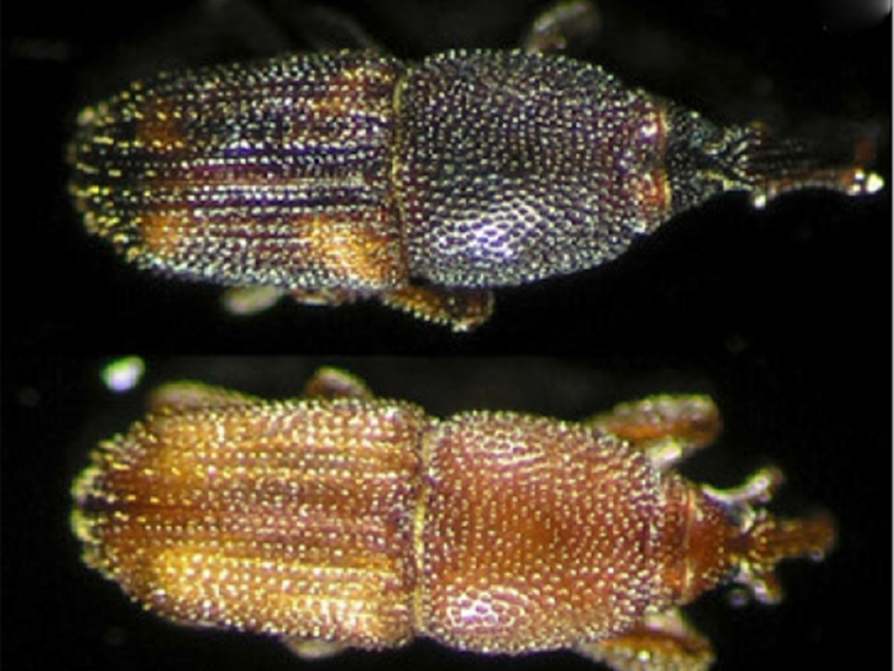 Lessons from Nature: Recycle Allies that Stop Being Useful