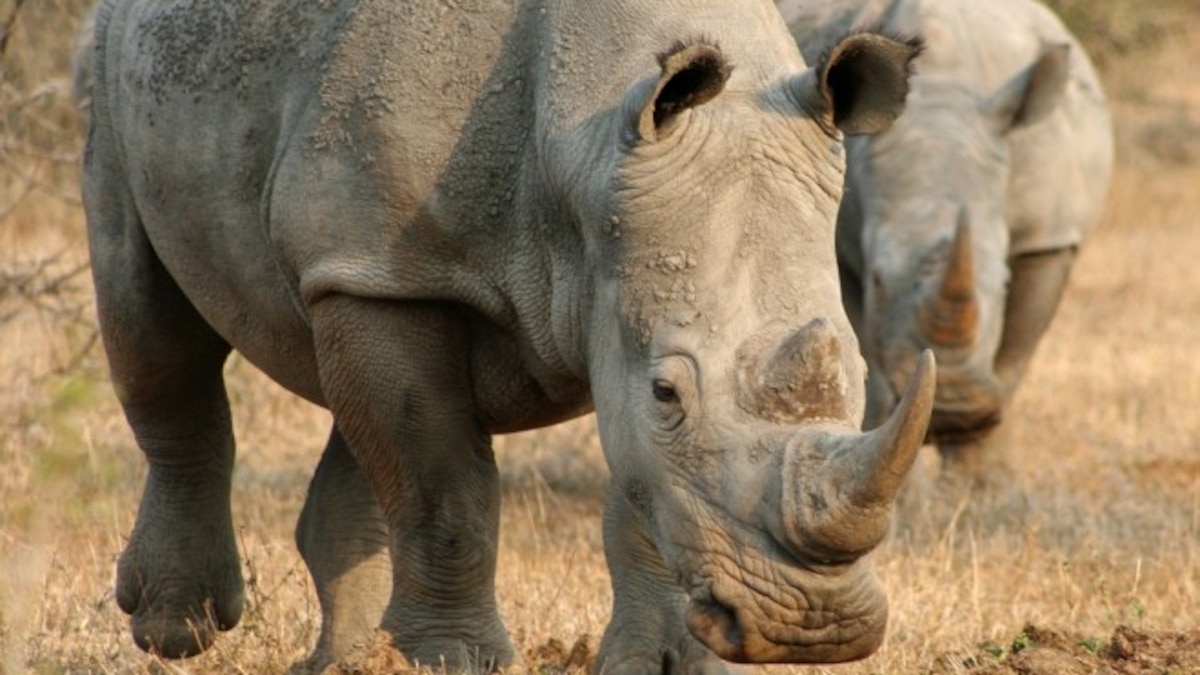 Jumbo Shrimps: Why Mega-Mammals Still Looked Puny Next to the Biggest ...