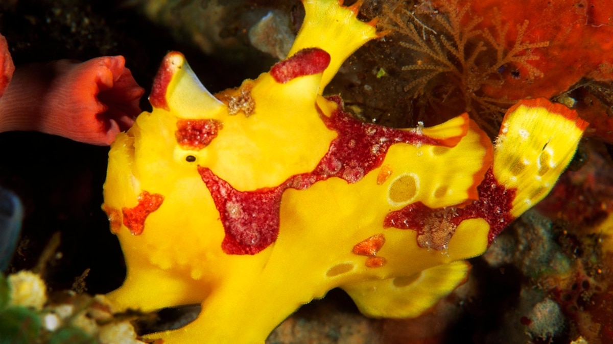 Strange-Looking Sea Creatures | National Geographic