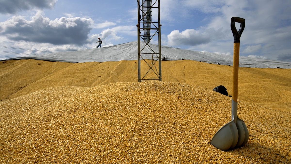 Too much corn is bad for you—and it’s in nearly everything we eat ...