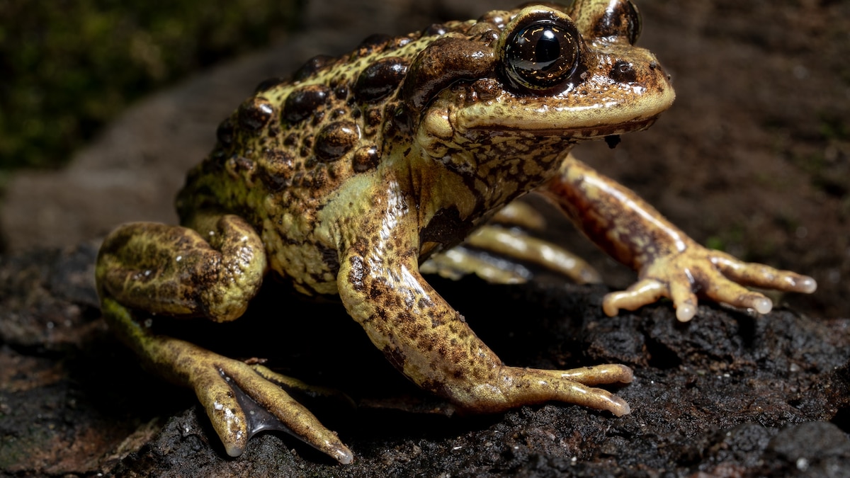 The race to save the ‘holy grail’ of amphibians from extinction ...