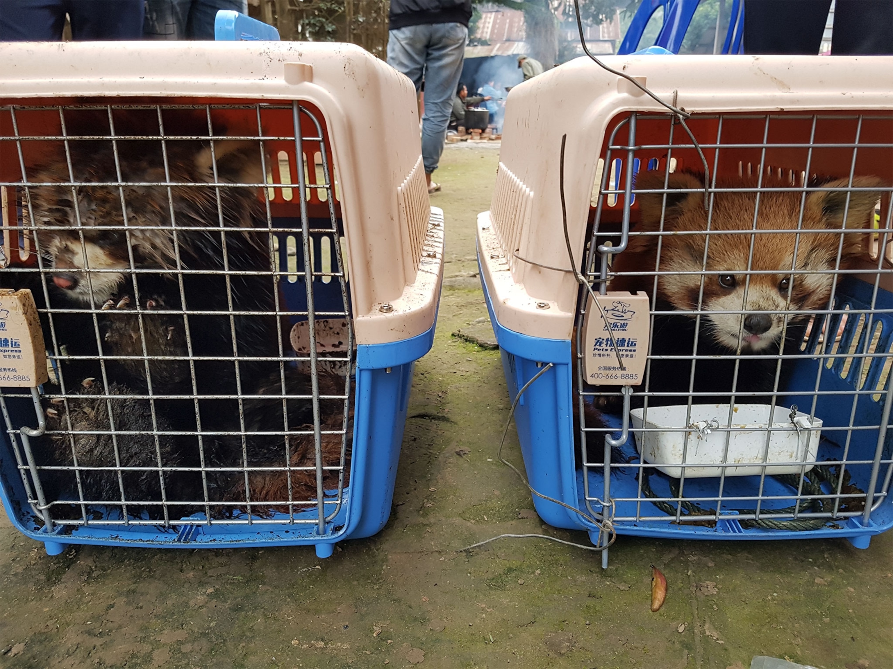 The Endangered Red Panda May Be the Next Black-Market Pet