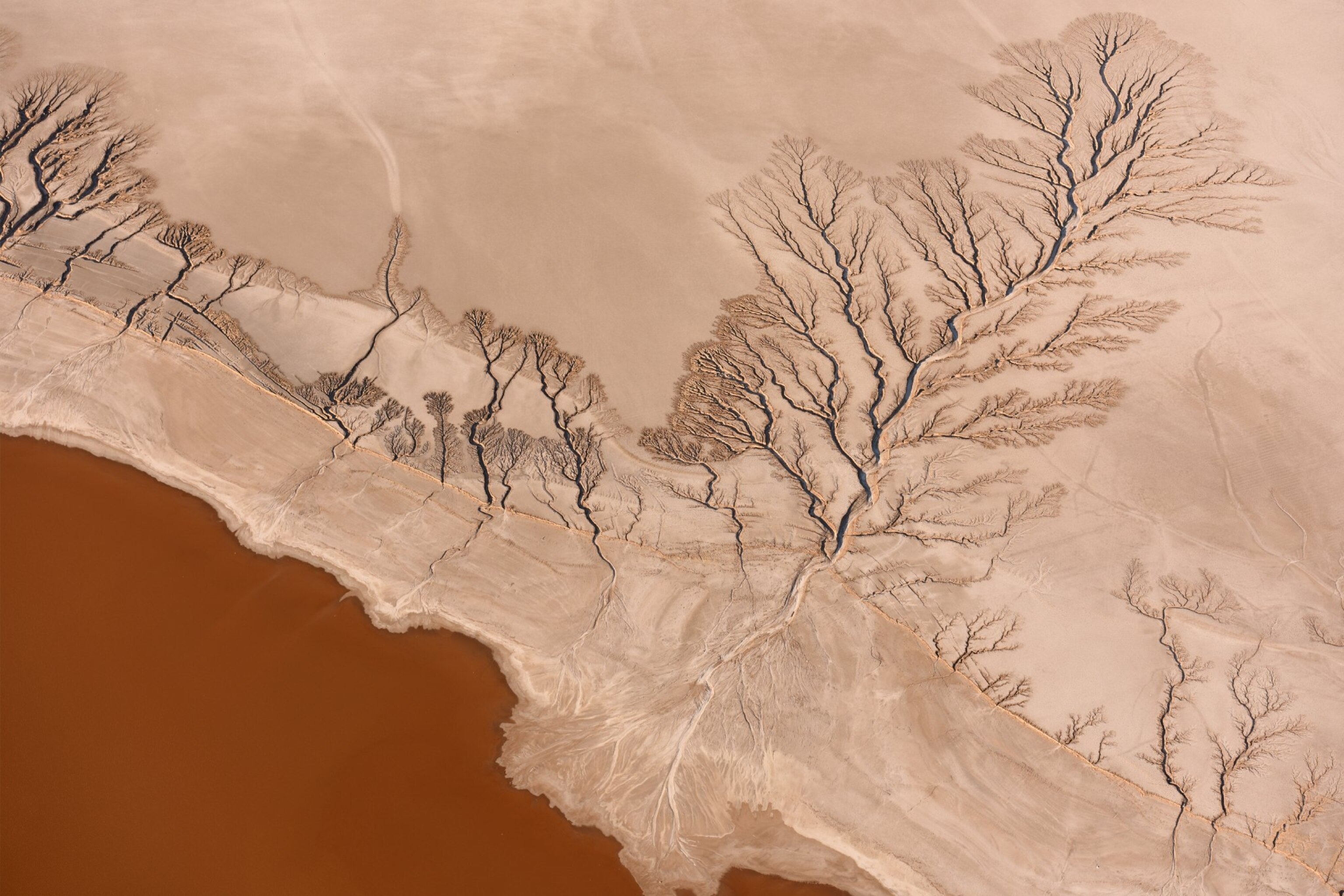 Your Best Pictures of Trees for Earth Day