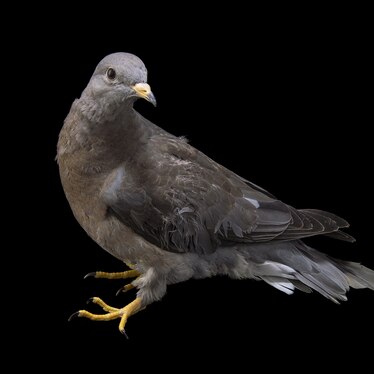 Band-Tailed Pigeon | National Geographic