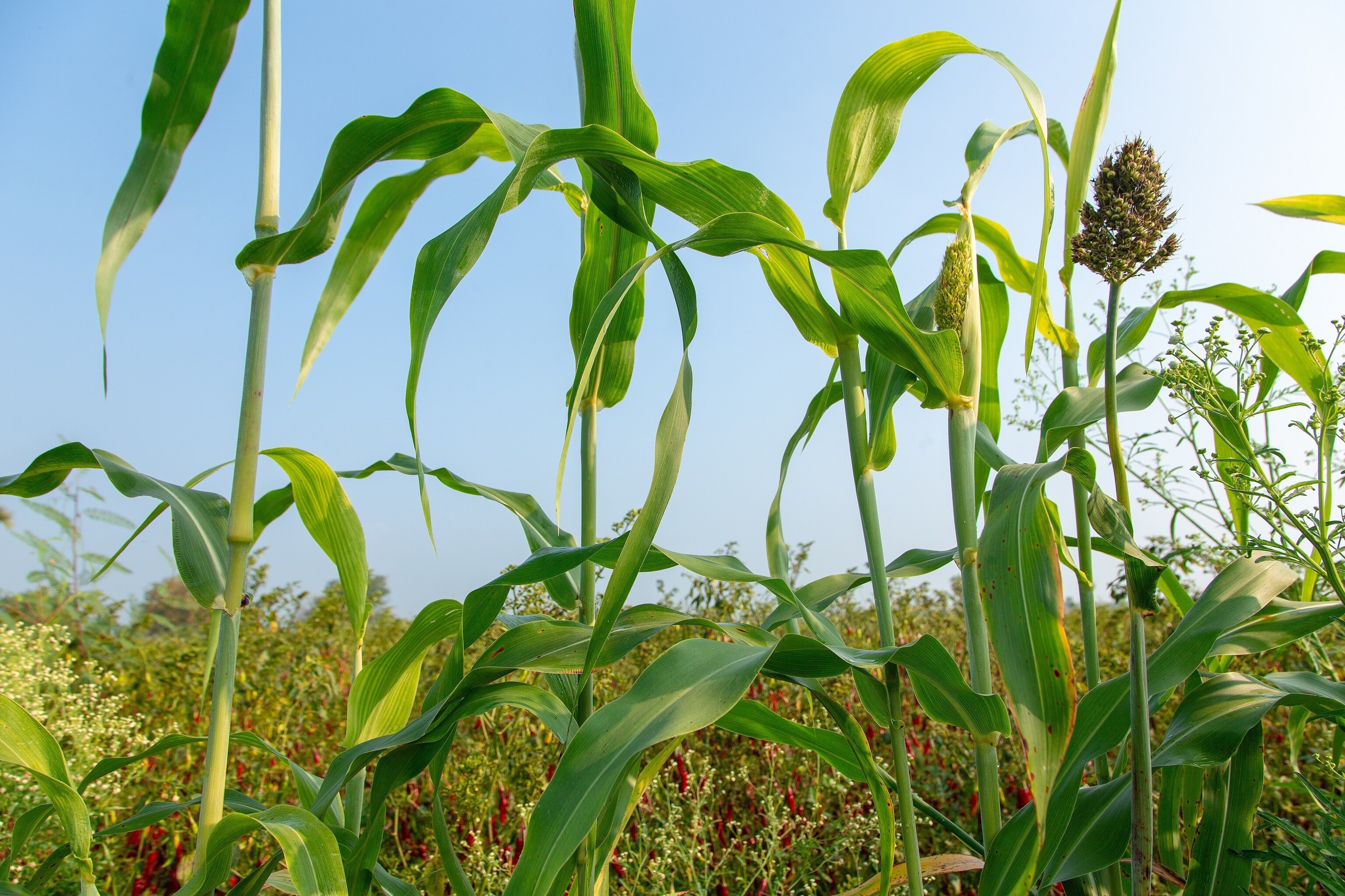 Sustainable farming in India