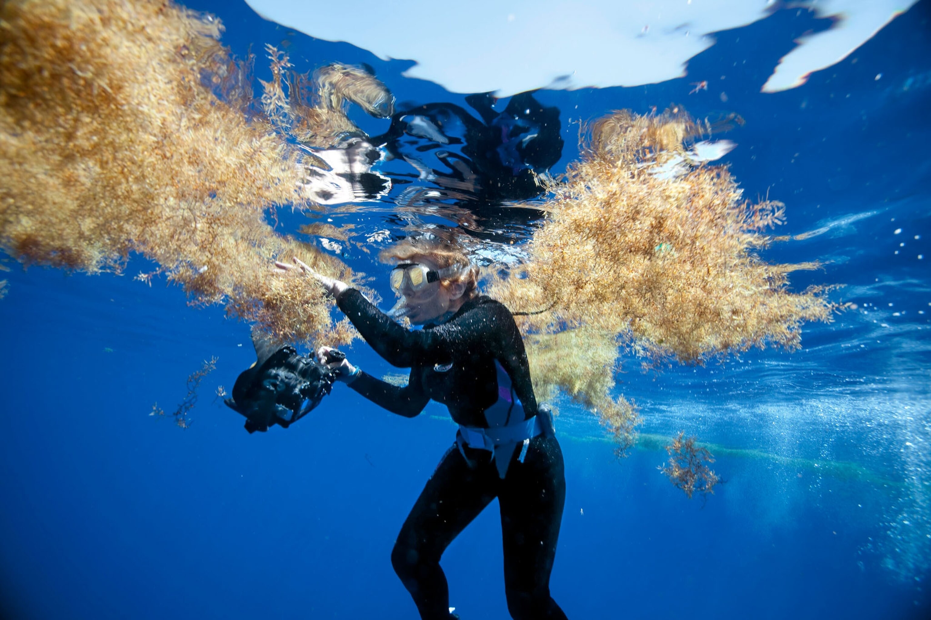 In the Sargasso Sea, life depends on floating sargassum seaweed