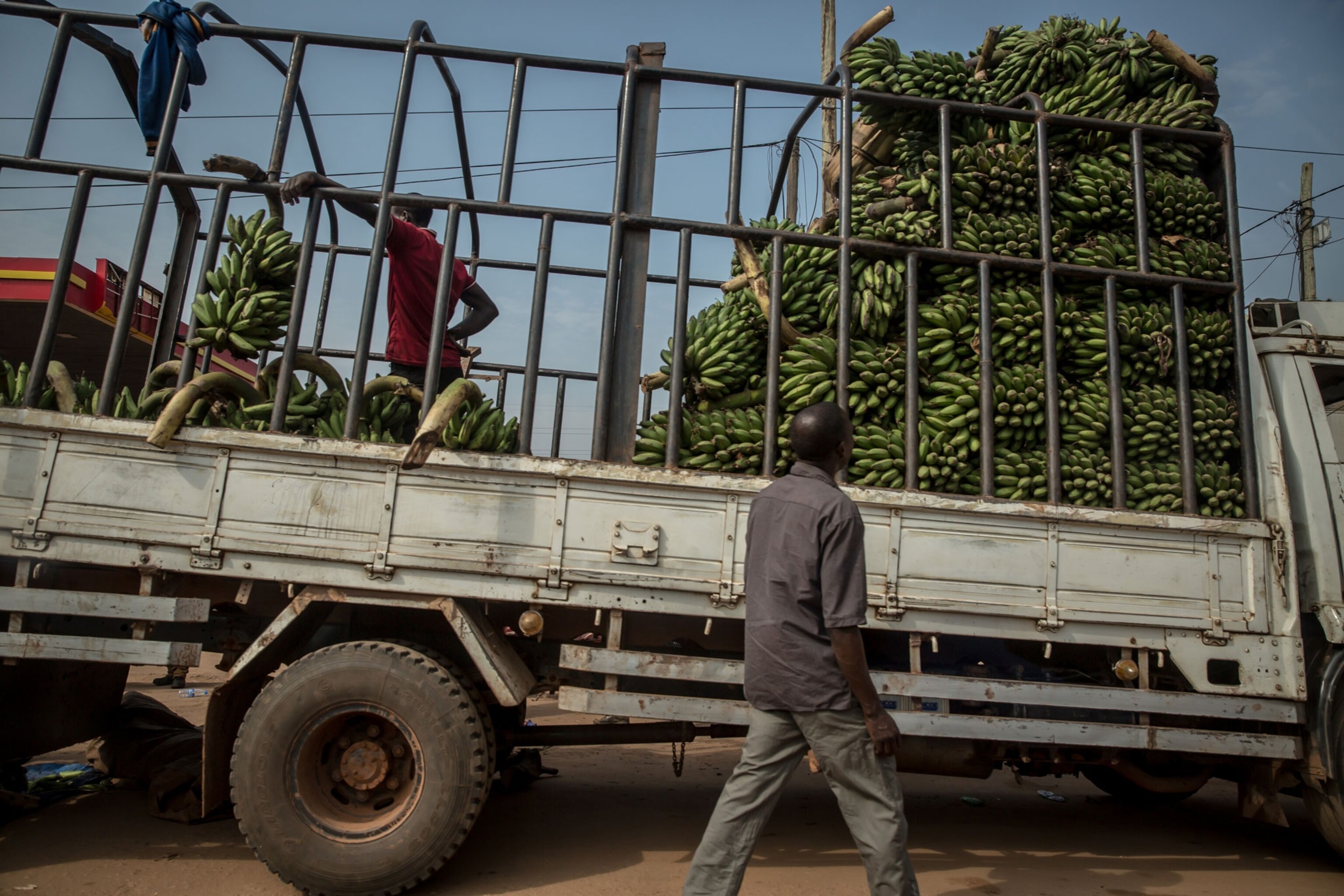 This ‘super banana’ was designed to save lives. Will it matter that it ...