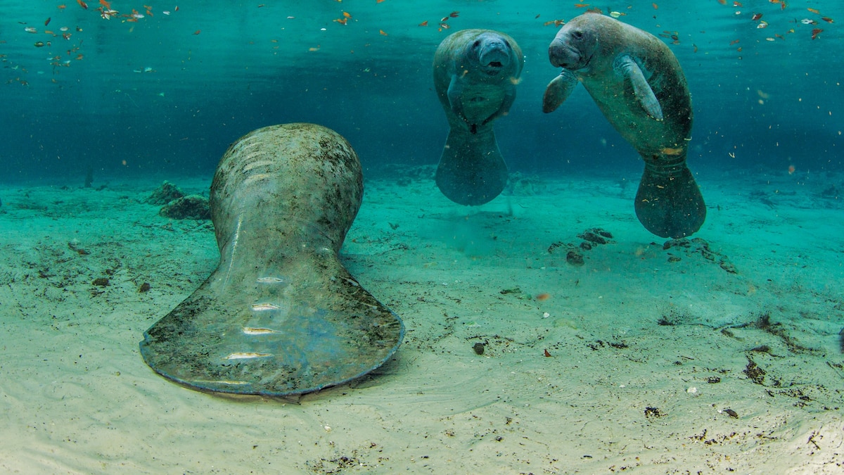 Florida’s Manatees: The Search for Warmer Water | National Geographic