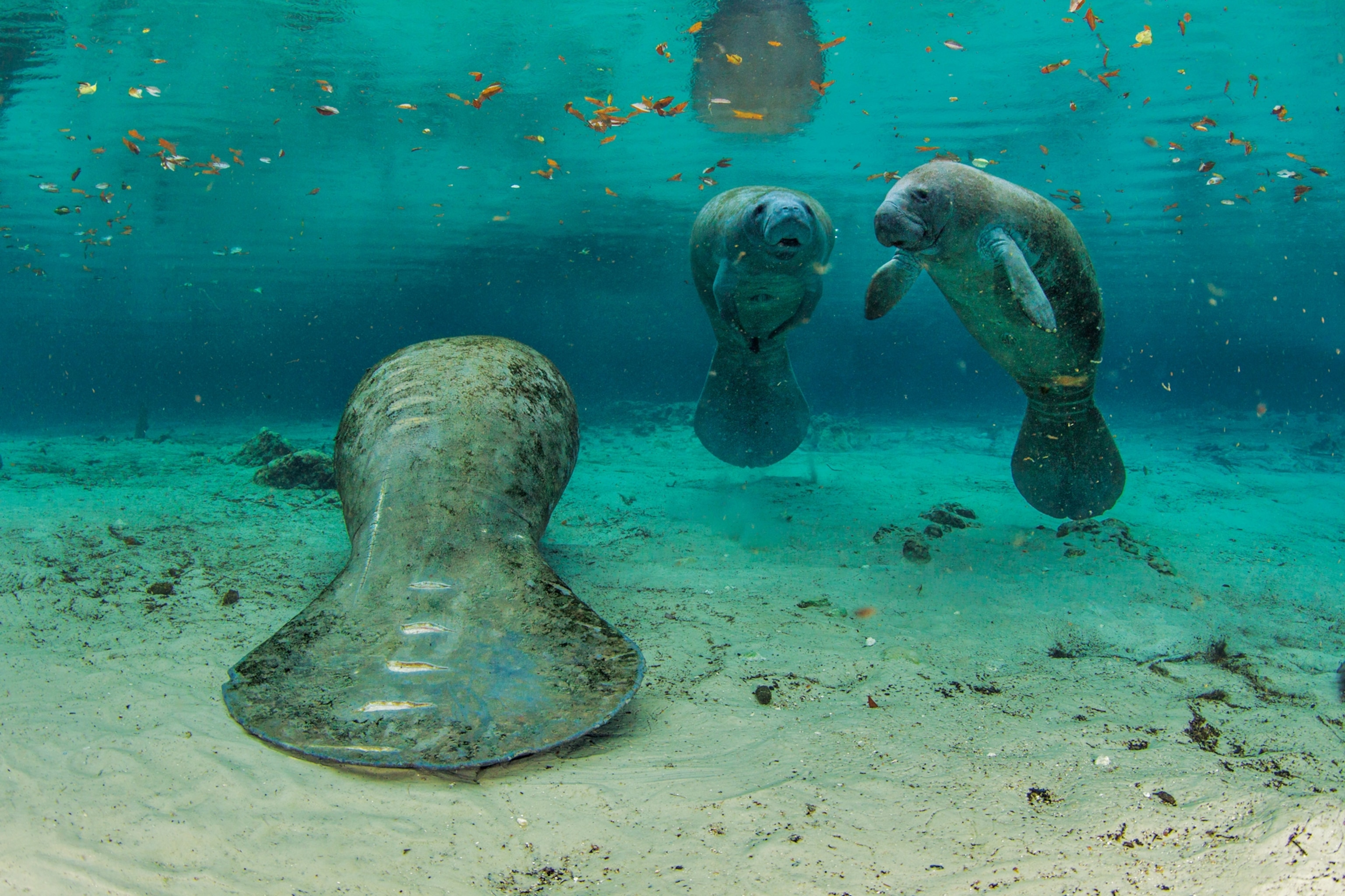Florida’s Manatees: The Search for Warmer Water