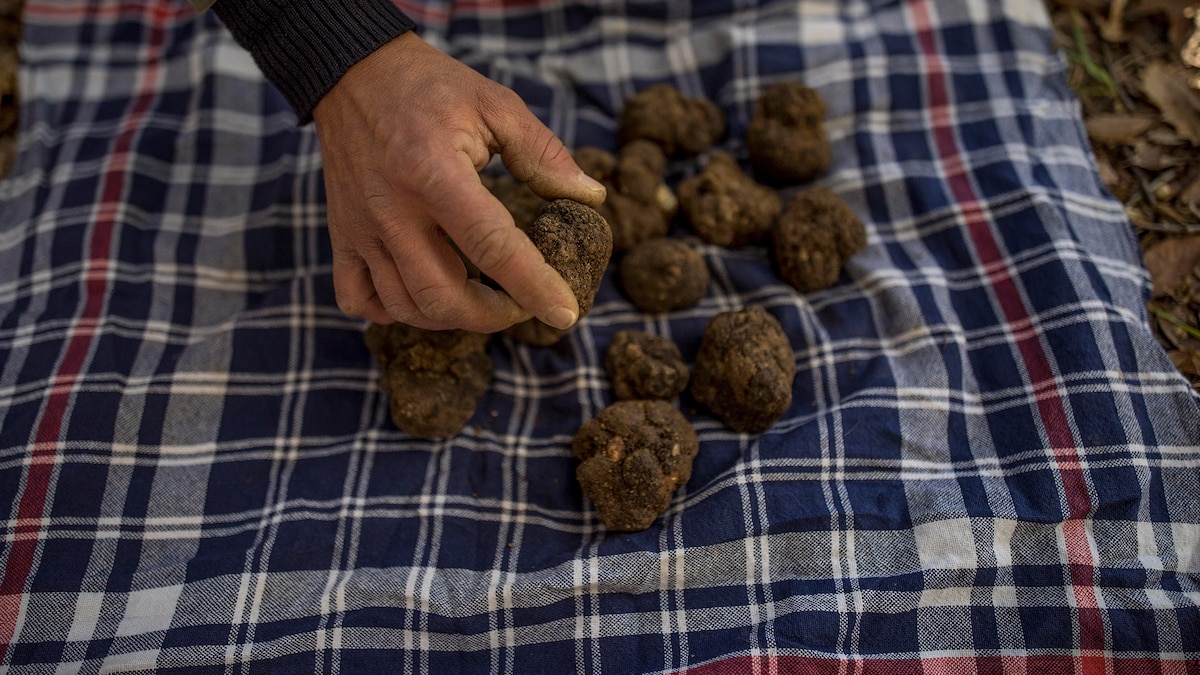 Europe’s precious truffles are struggling to survive climate change ...