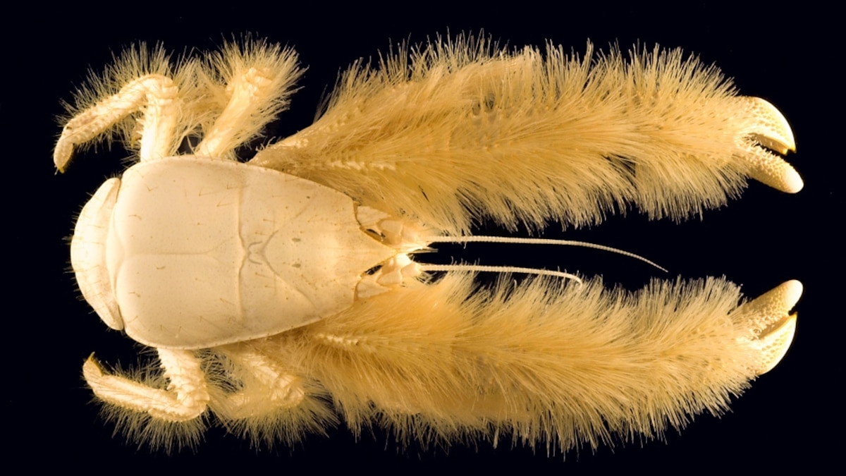 13 Stunning Photos From 10-Year Sea Census | National Geographic