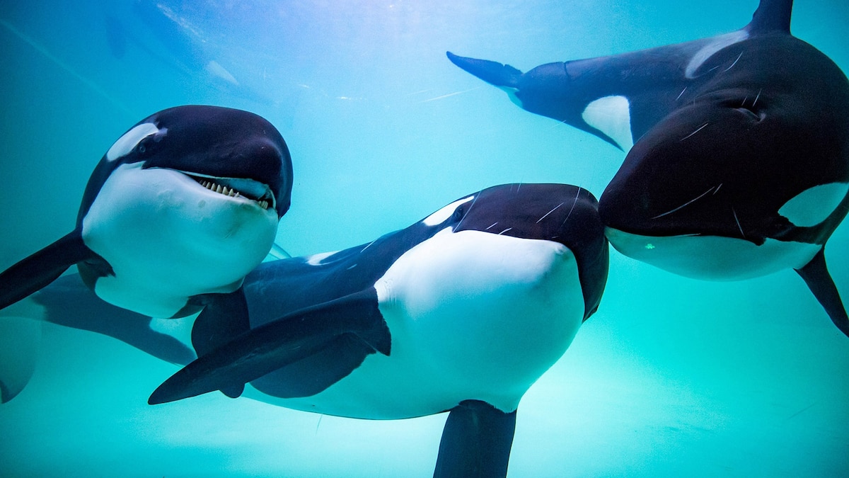 China's First Orca Breeding Center Sparks Controversy | National Geographic