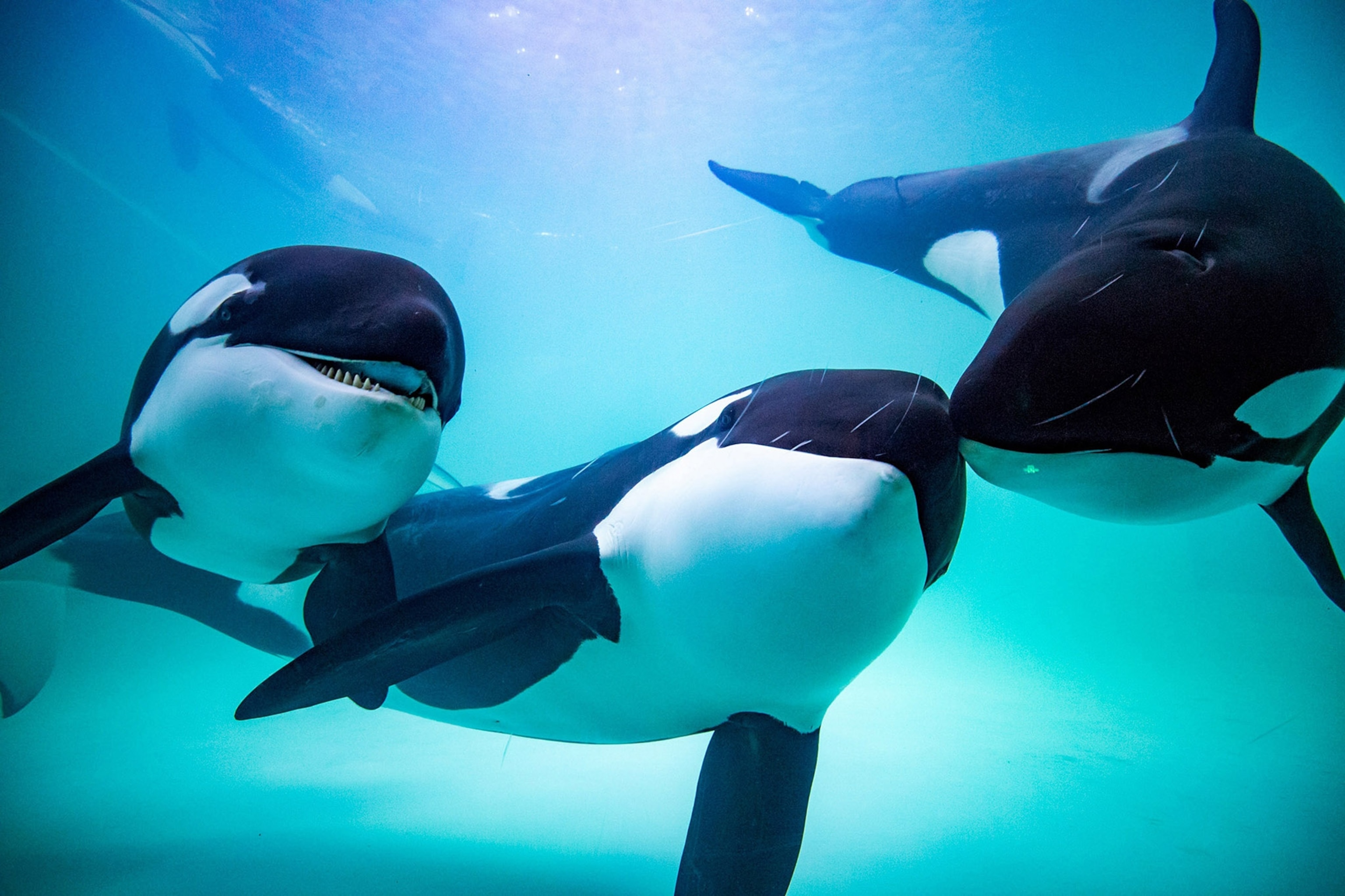 China's First Orca Breeding Center Sparks Controversy