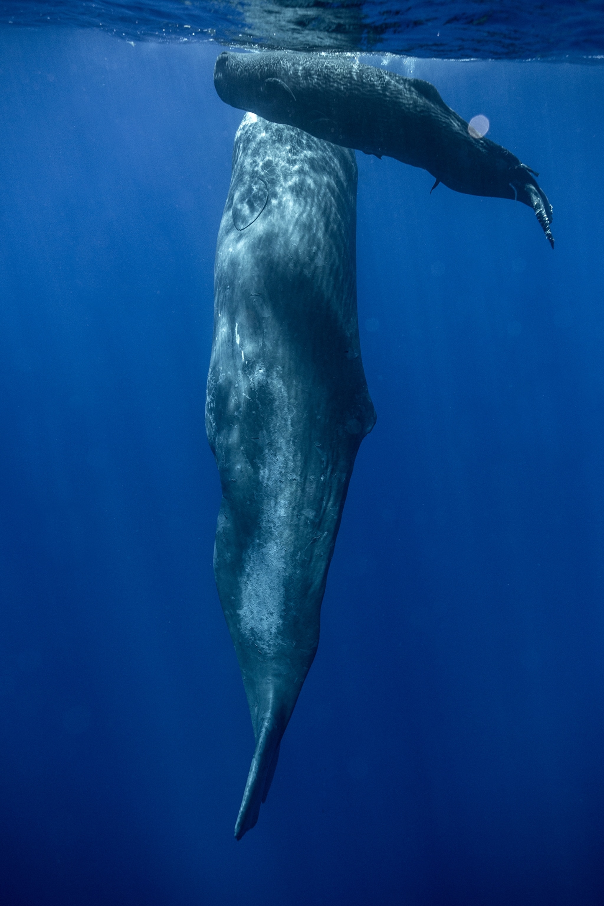 Photo Shows How Sperm Whales Sleep