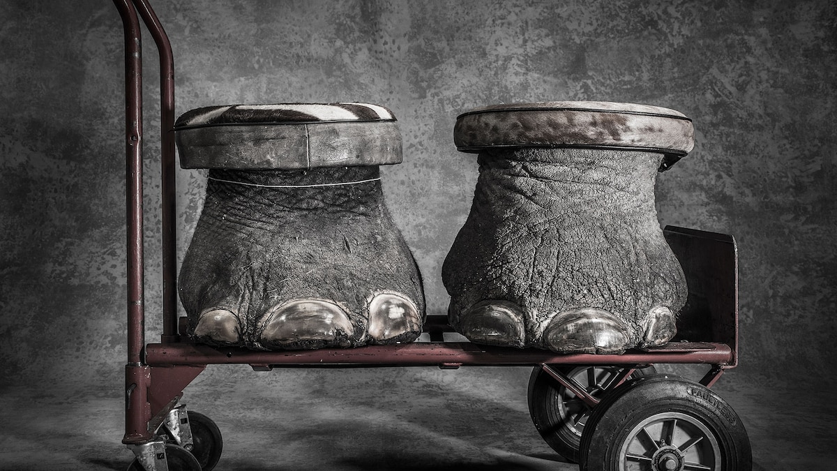 Pictures of Wildlife Items Illuminate the World of Contraband ...