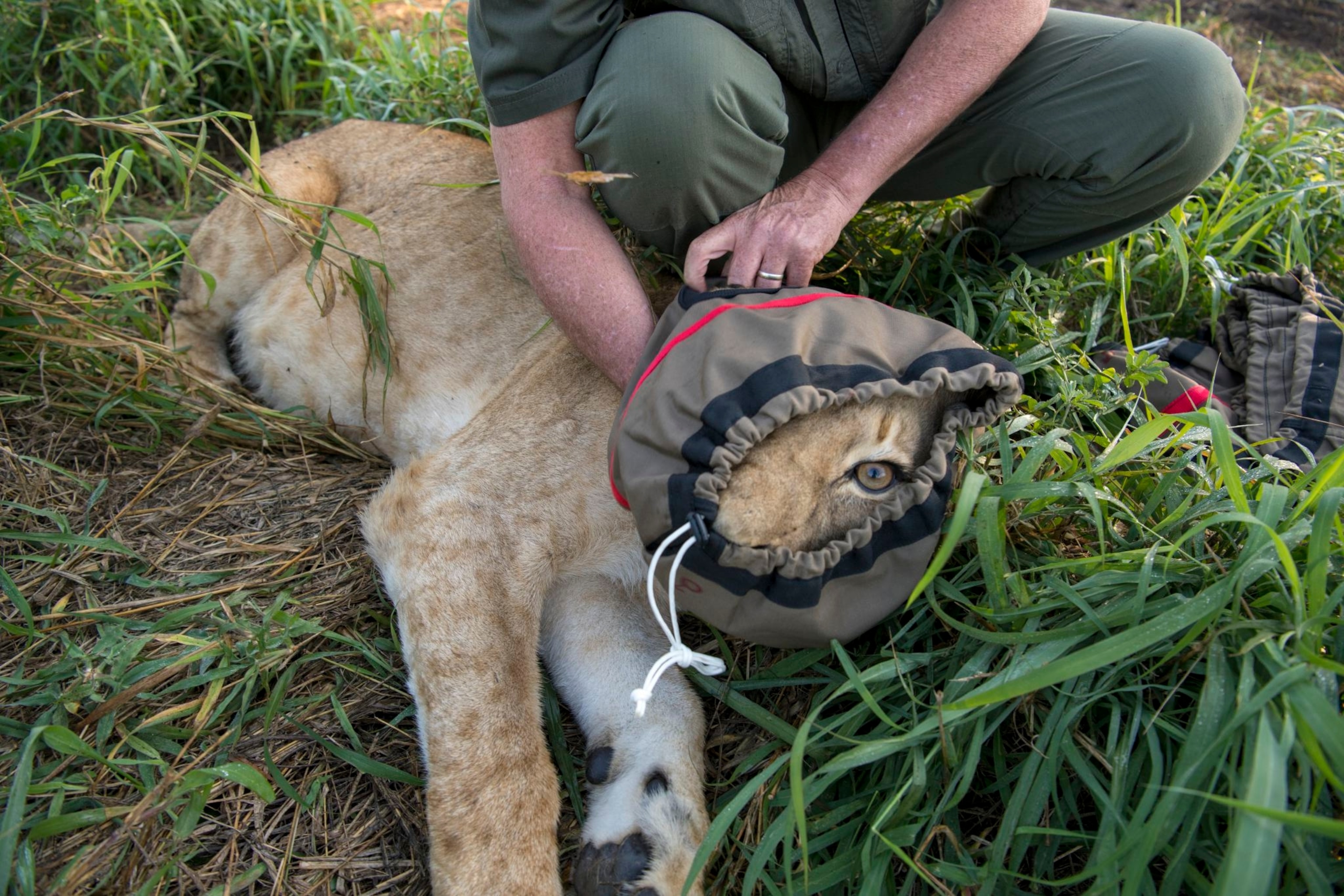 How the world’s largest lion relocation, from South Africa to Zimbabwe ...