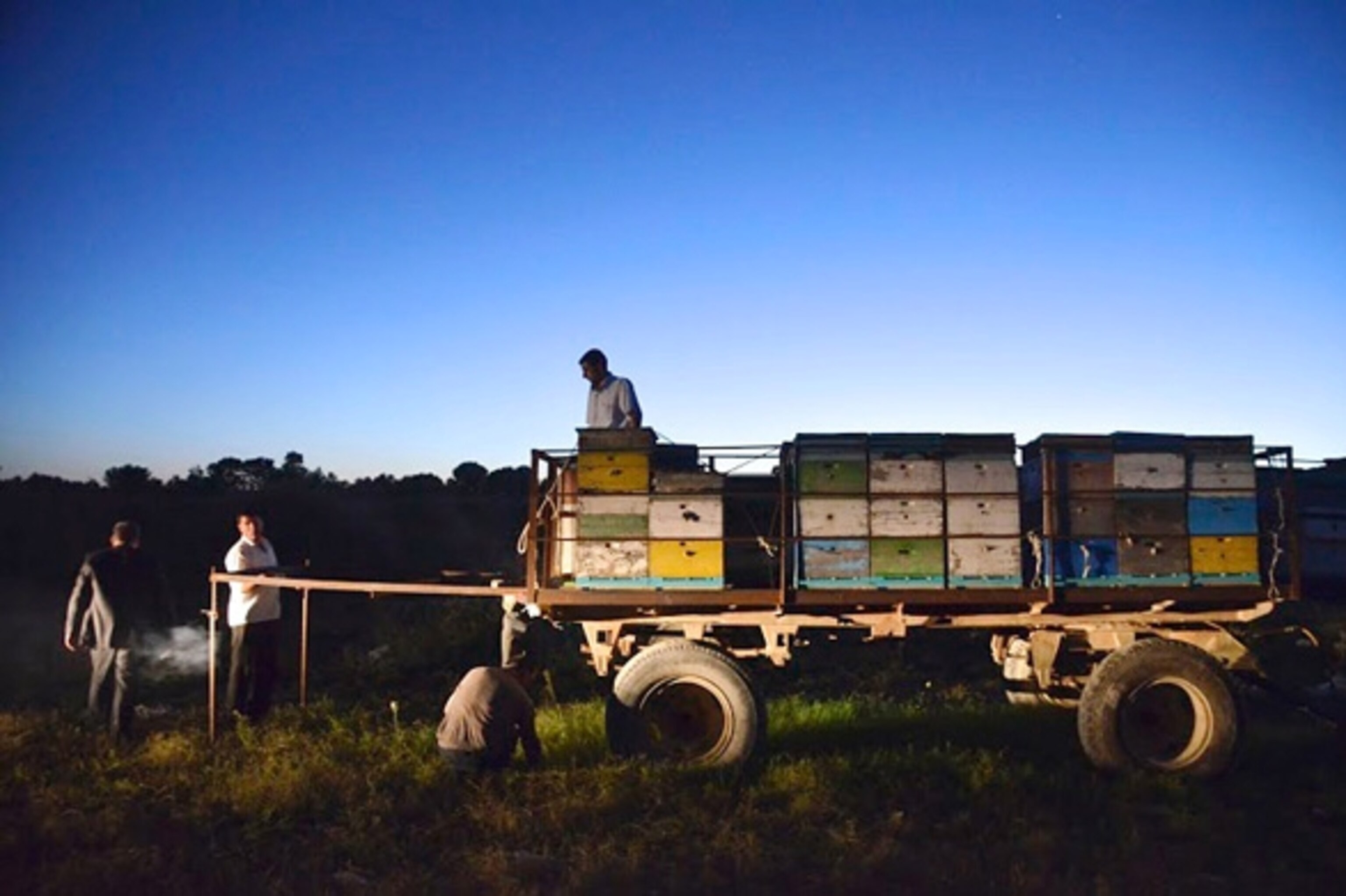 Darwinian Tourism: Honey Hunting in the Caucasus