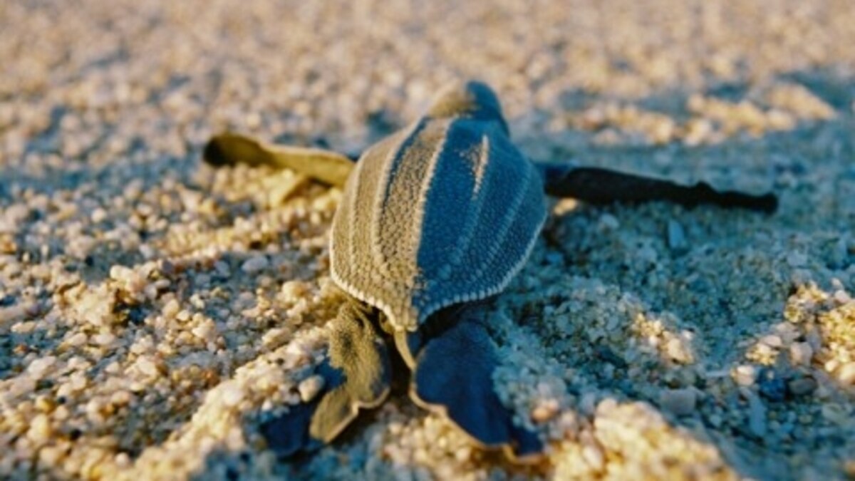 Cabo: Sea Turtles in Danger | National Geographic