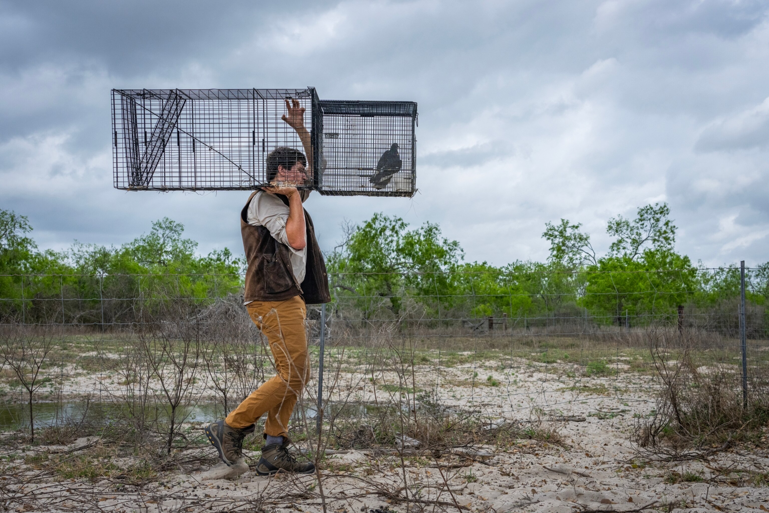 Ocelots once roamed the U.S. Can we bring them back?