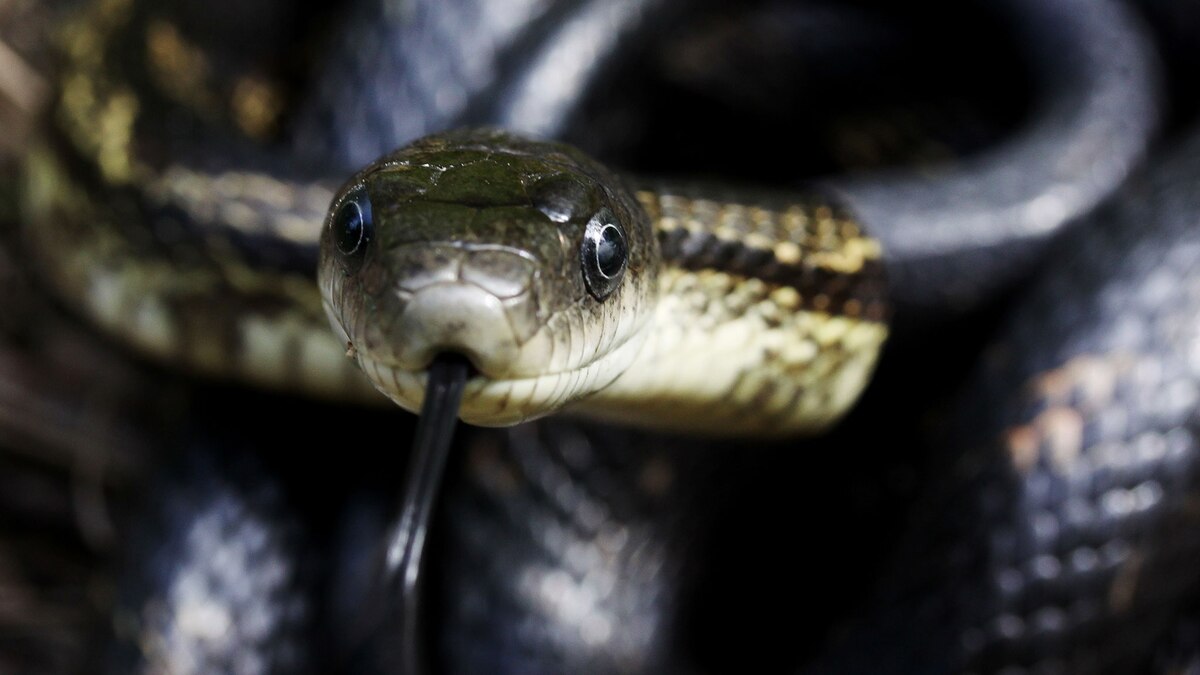 Snakes Infest House in Maryland—How Did It Happen?