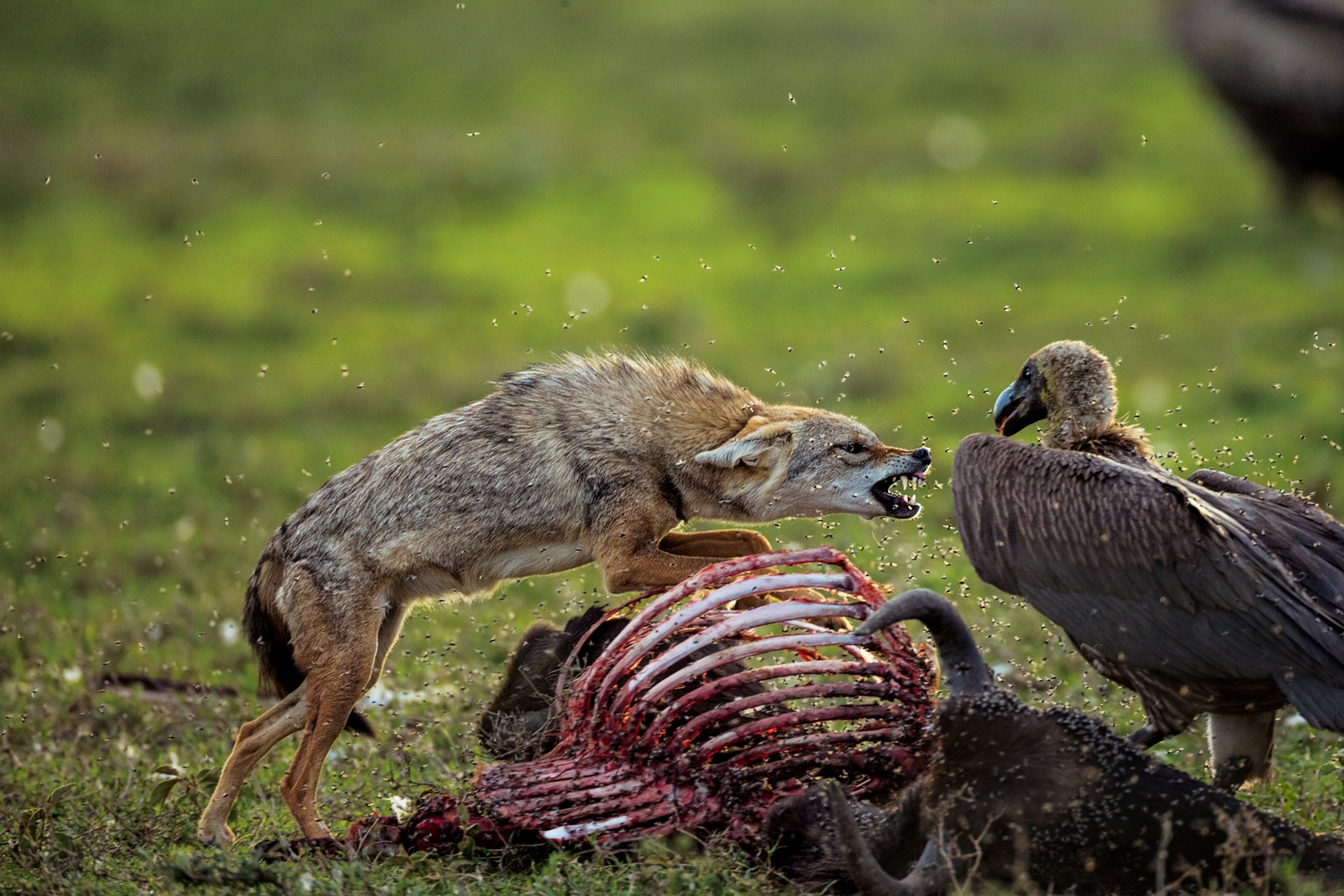 14 Incredible Photos of African Predators in Action