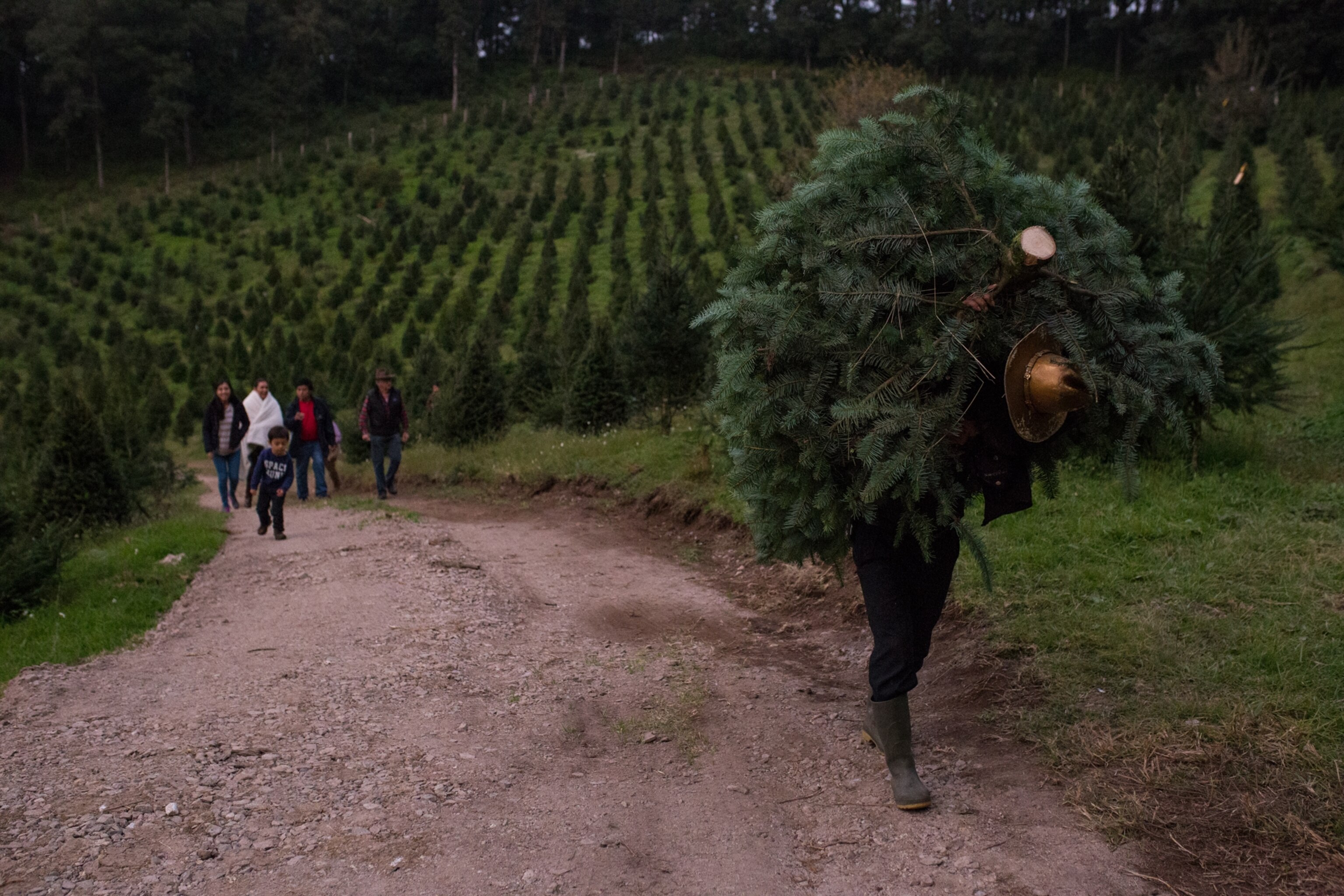 Can Guatemala’s Christmas tree poachers be stopped?