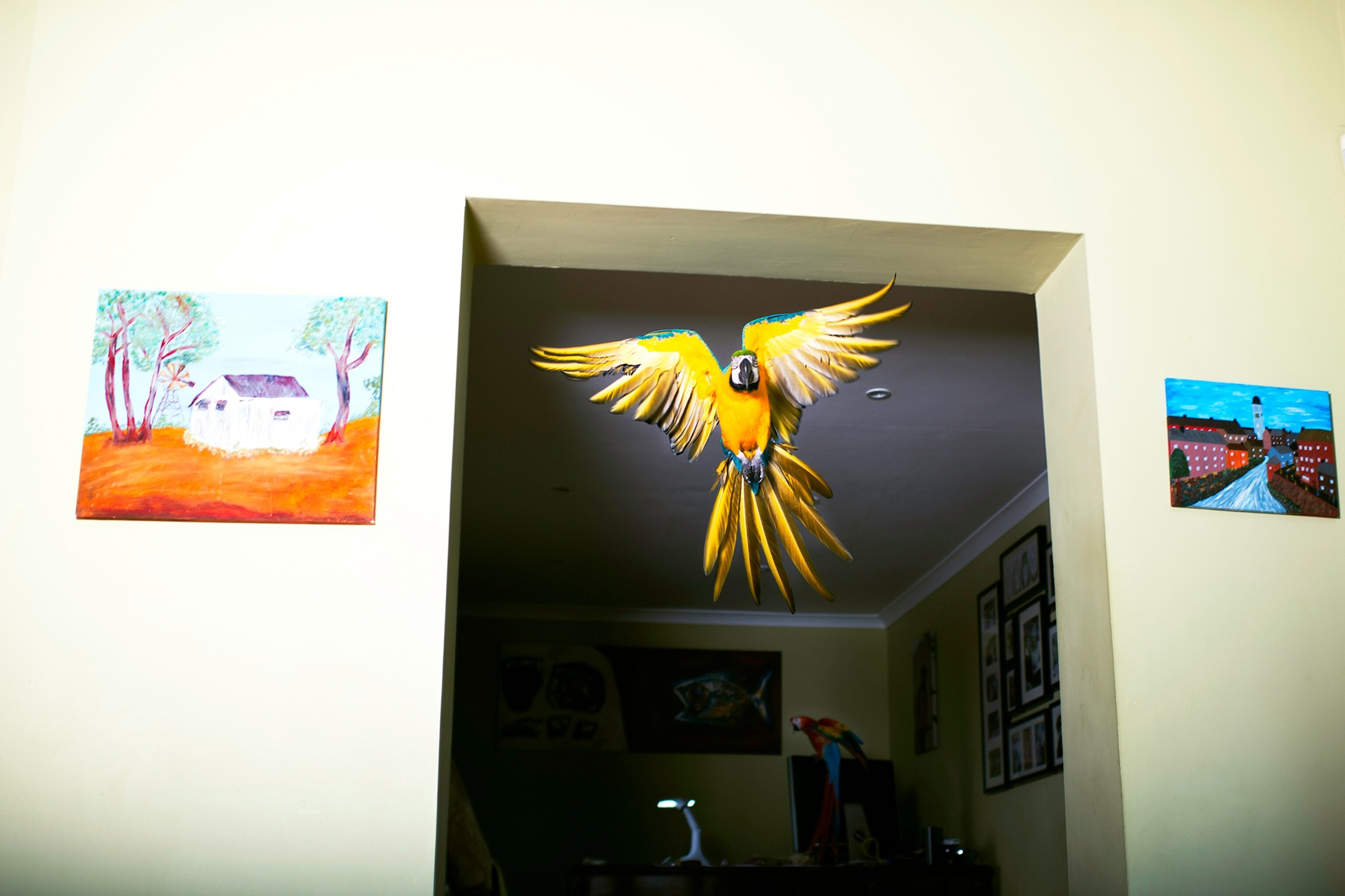 Meet the colorful people who devote their lives to parrots