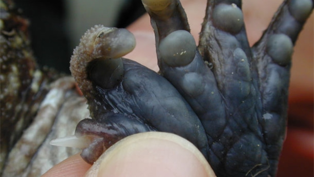 Wolverine frogs fights & grabs mates with bony thumb-spikes | National ...