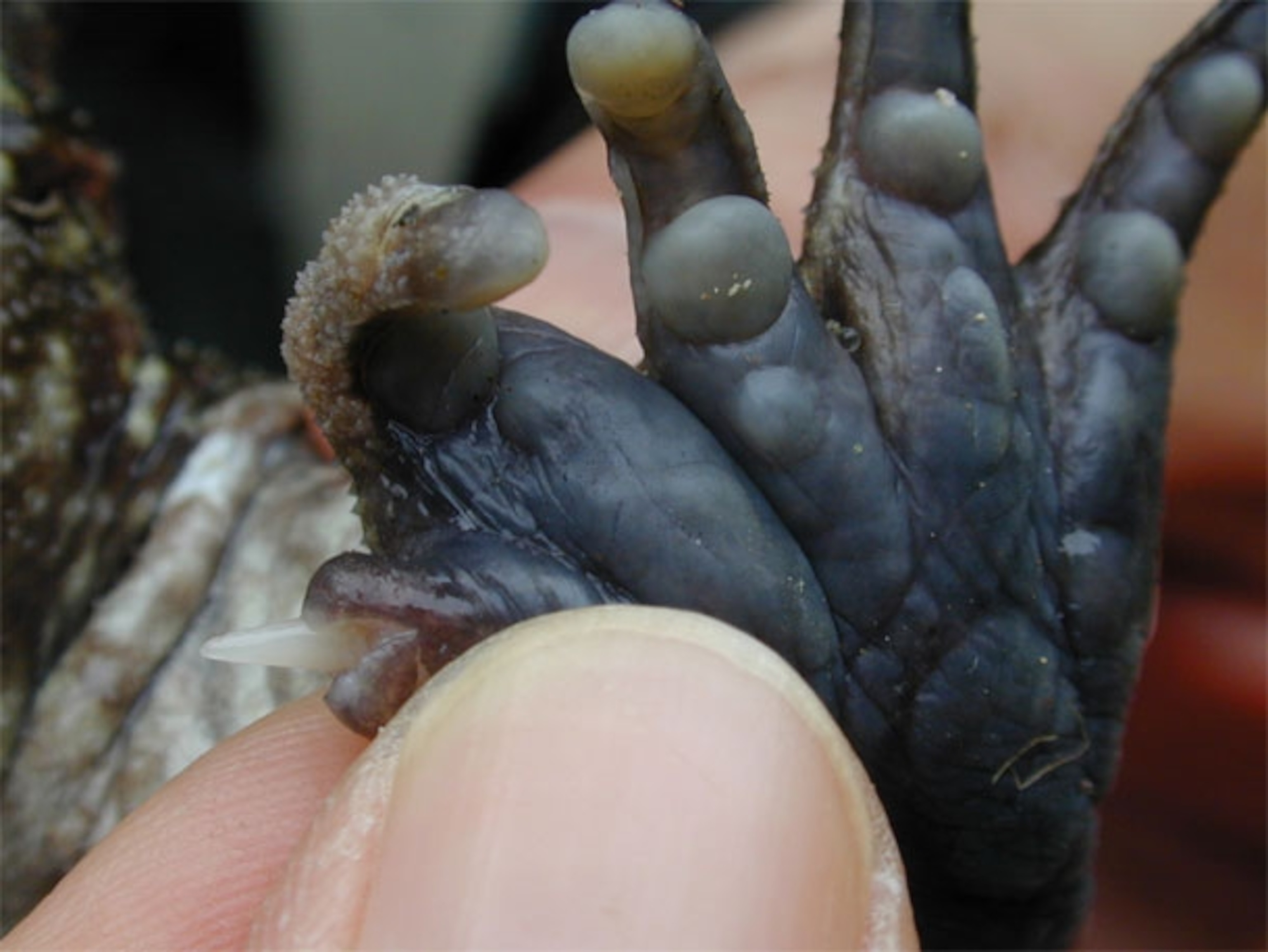 Wolverine frogs fights & grabs mates with bony thumb-spikes