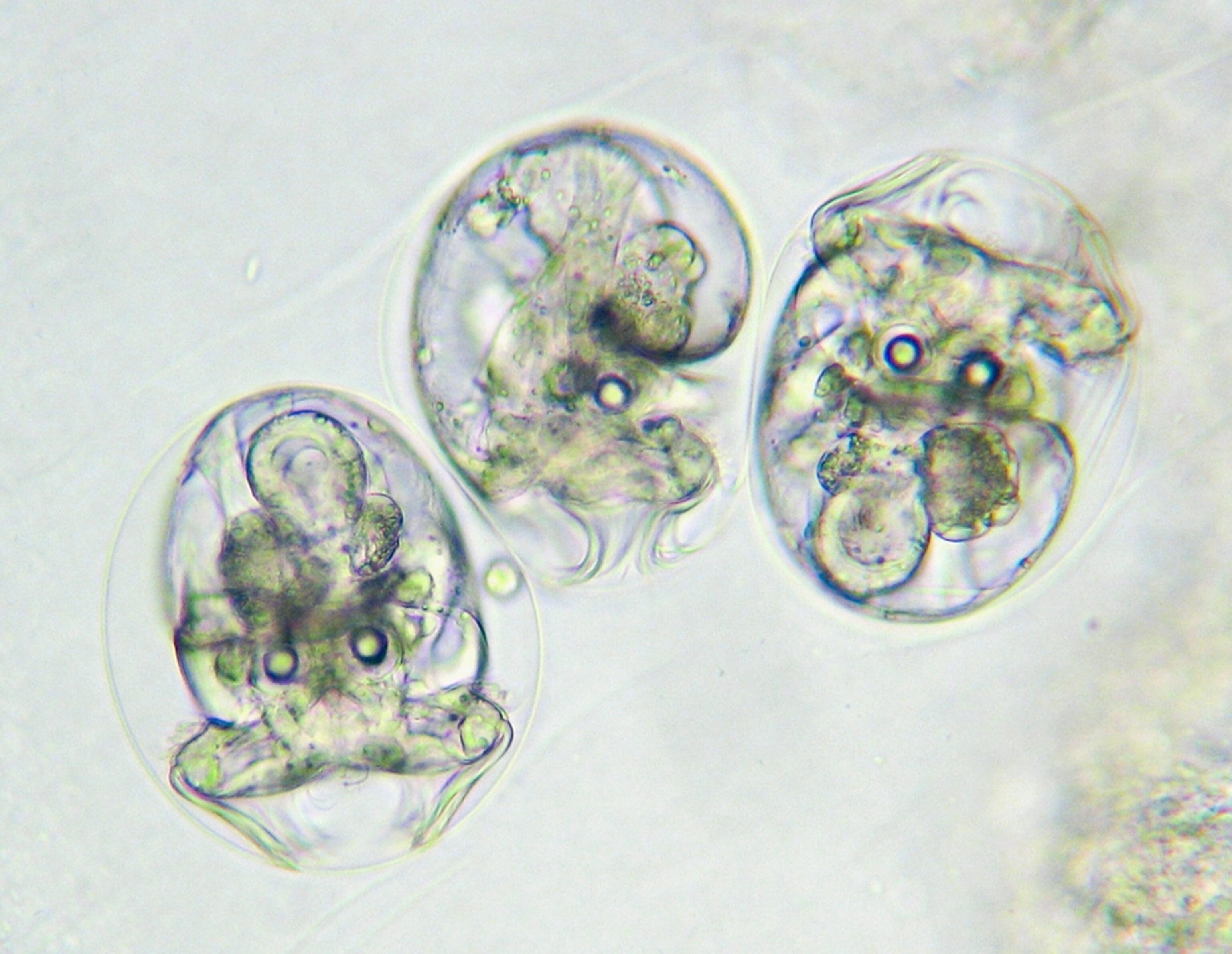 Photos: Fiery Sea Slug Discovered, Lays Lacy Egg Case | National Geographic