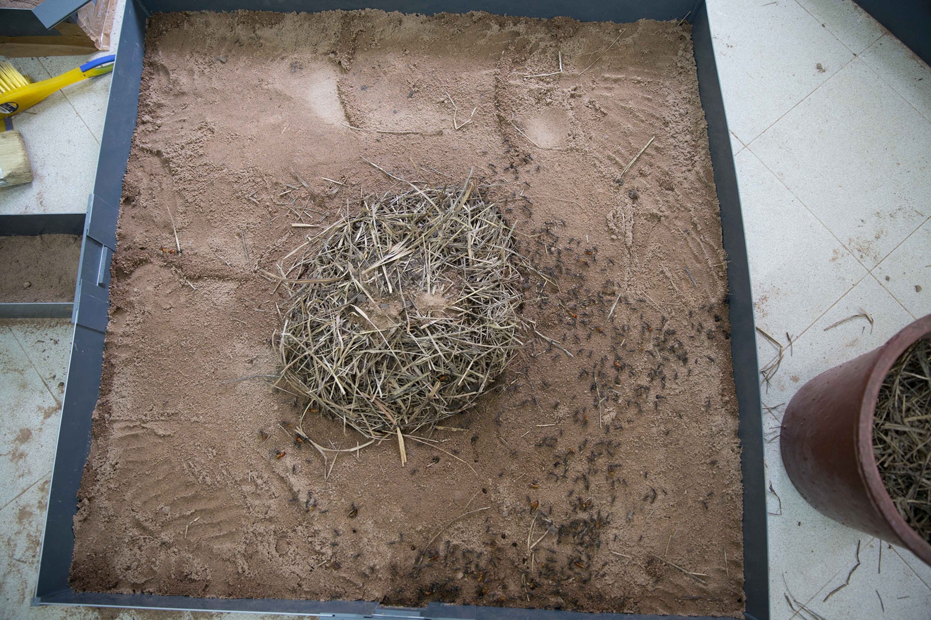 These Ants Are the First Animal to Heal Wounded Comrades