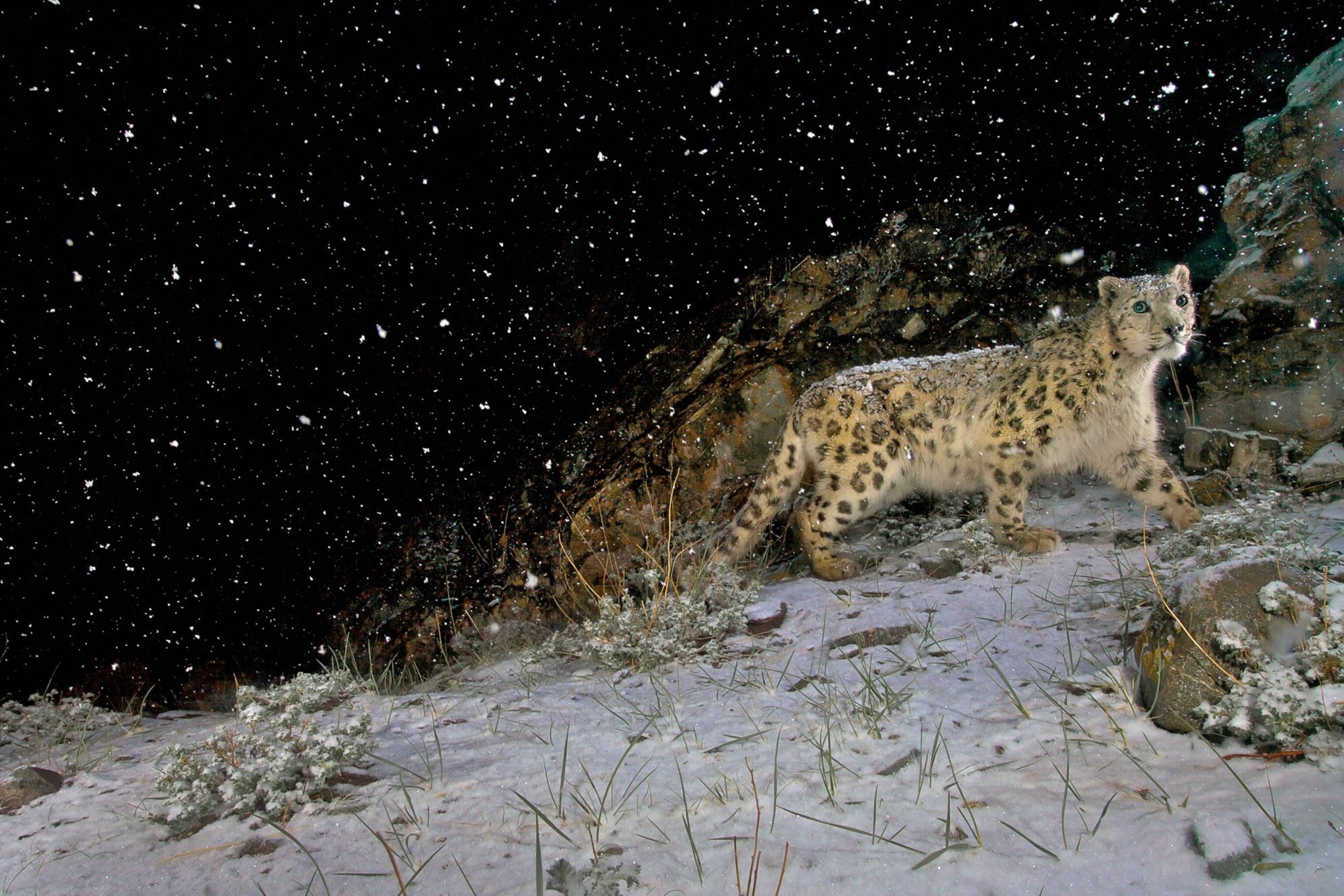 Life through the lens: Steve Winter