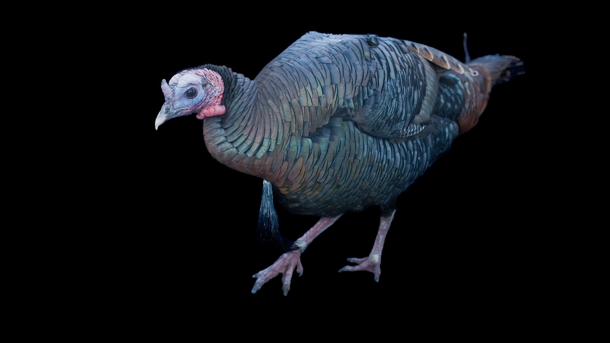 Our Favorite Pictures of Turkeys for Thanksgiving | National Geographic