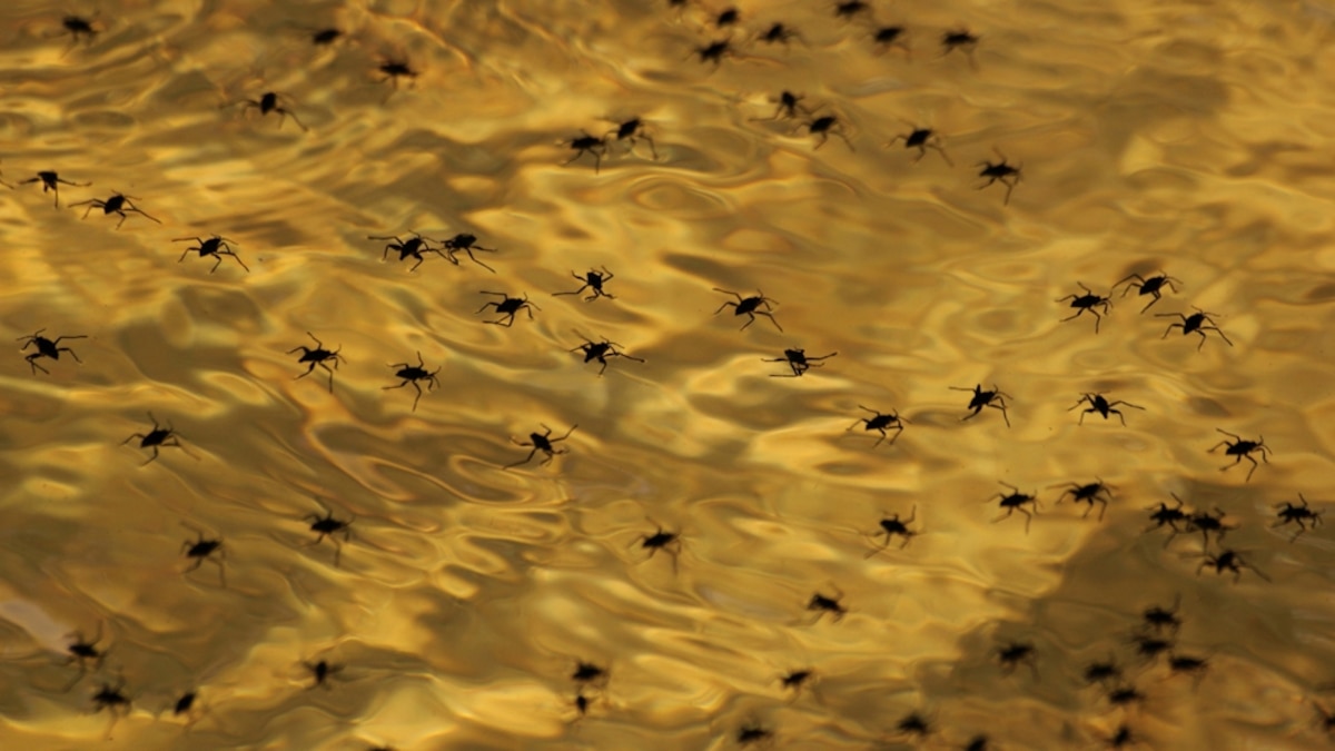 Freshwater Insect Pictures -- National Geographic | National Geographic