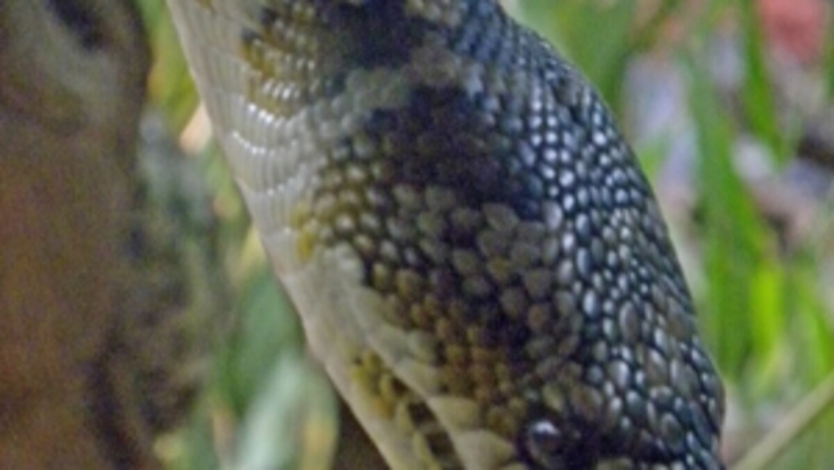 Photo safari – carpet python | National Geographic