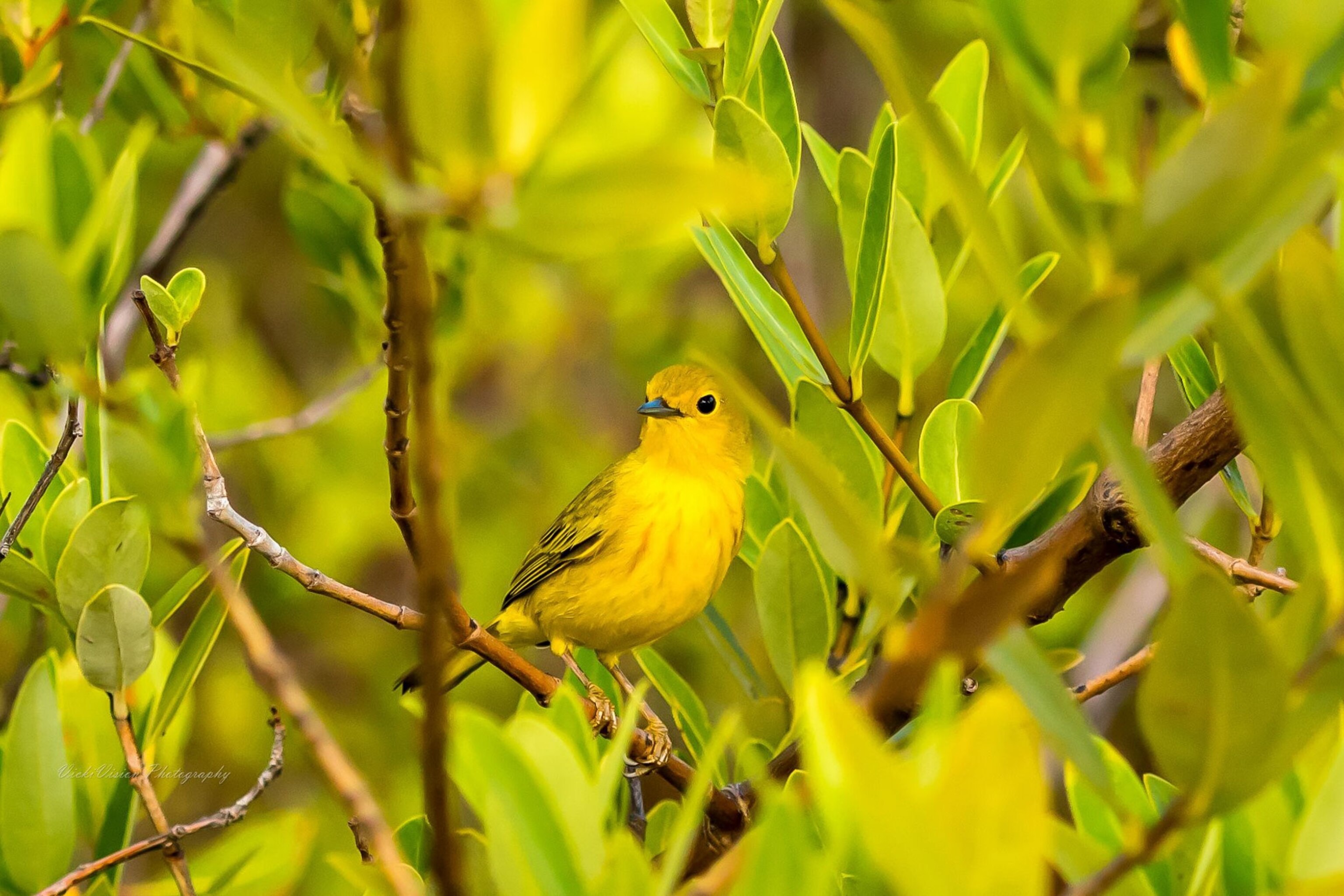 Masters of Deception: 5 Two-Faced Species