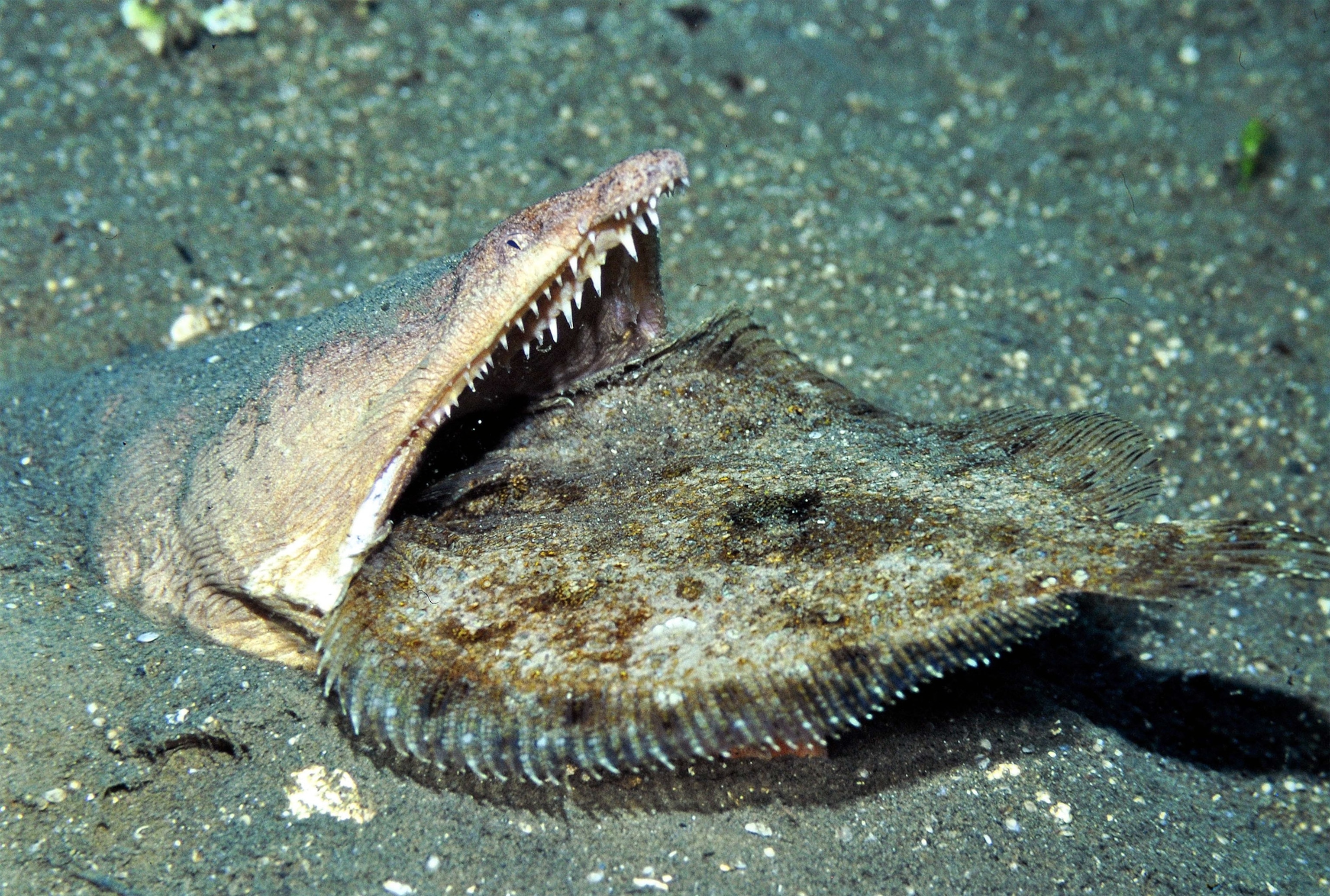 Pictures: 25 New Reef Fish Found—"Beautiful" Basslet and More ...